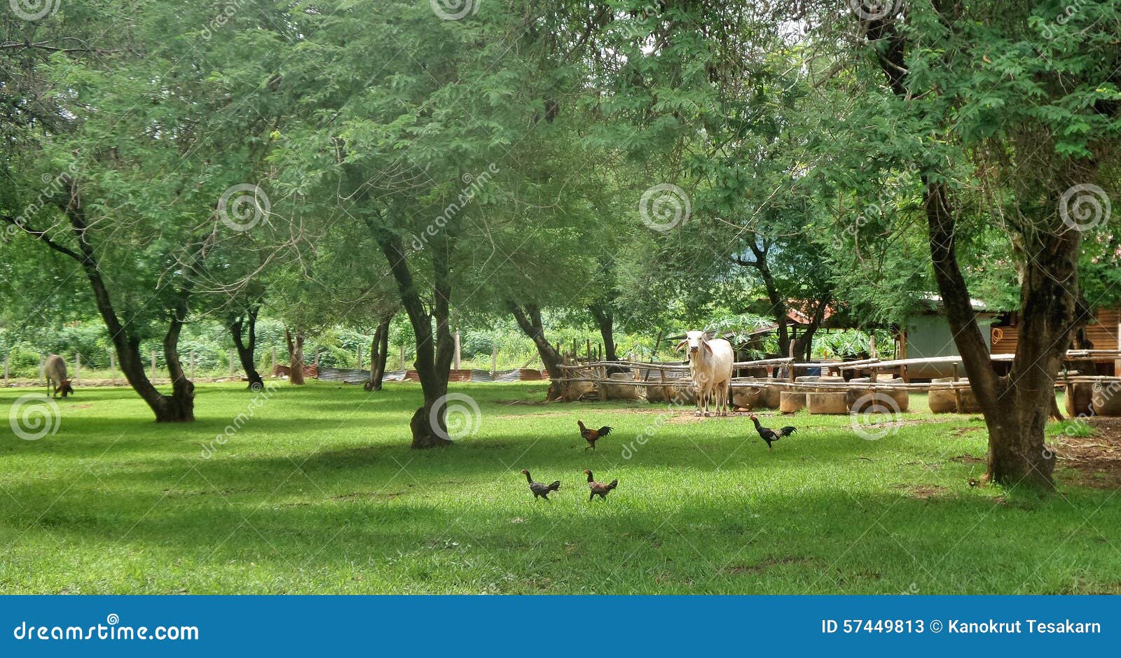 Simple and Peaceful Rural Life in the Field Stock Image - Image of ...