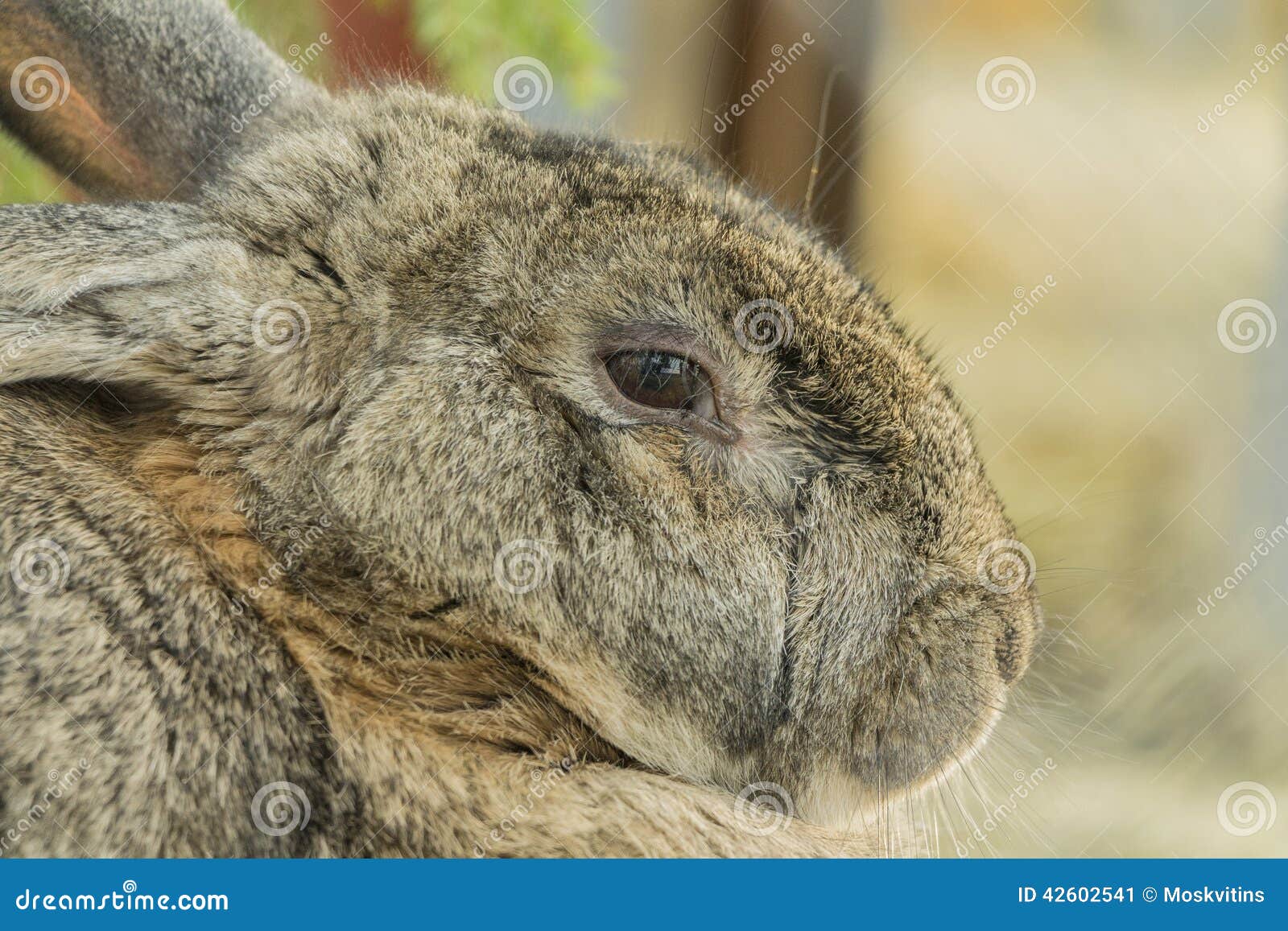Rabbit Sad Faces
