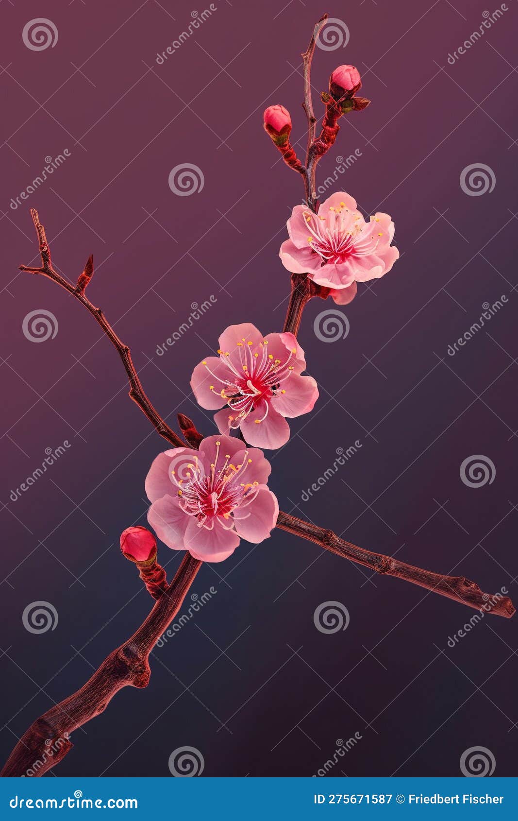 Simple Sakura Branch with Flowers, AI Generative Stock Illustration ...