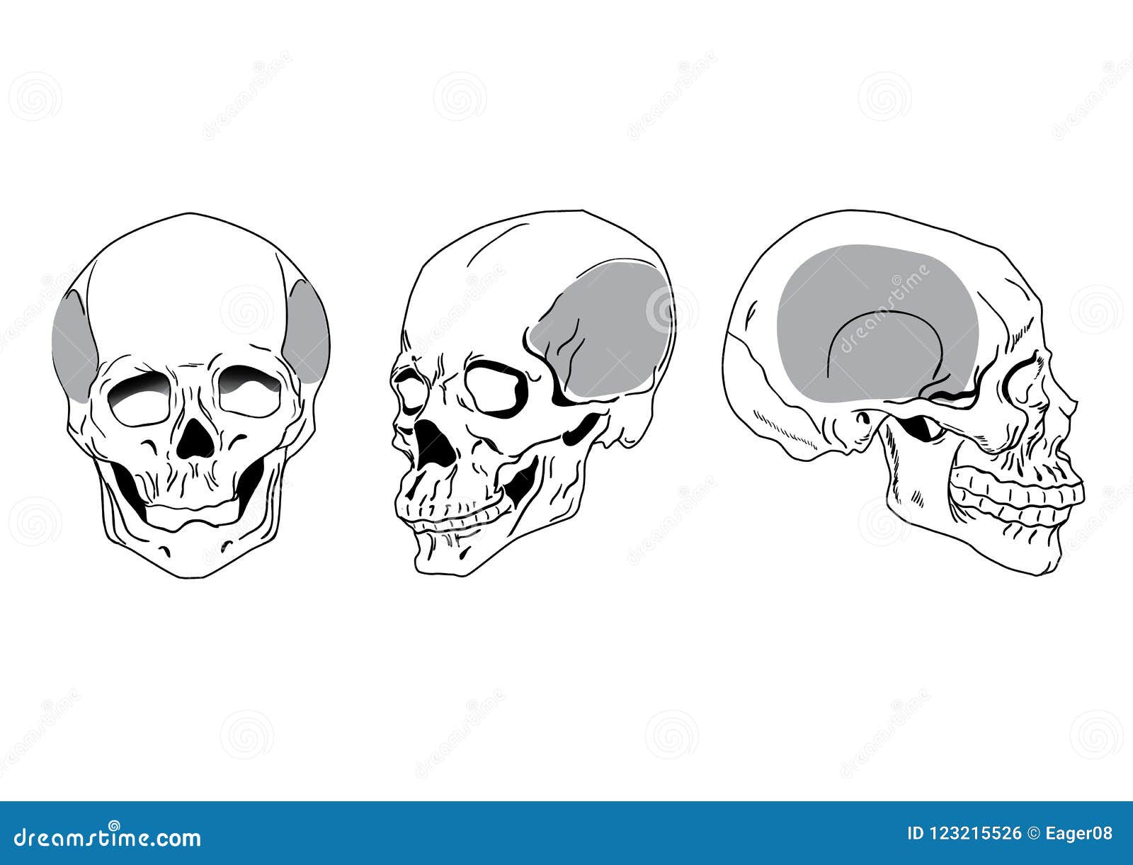 3 simple sculls stock vector. Illustration of face, outline - 123215526