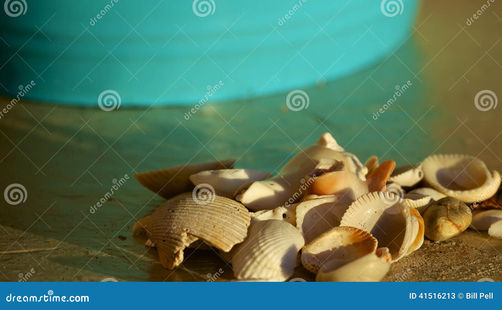 Simple Seashells stock image. Image of simple, summer - 41516213