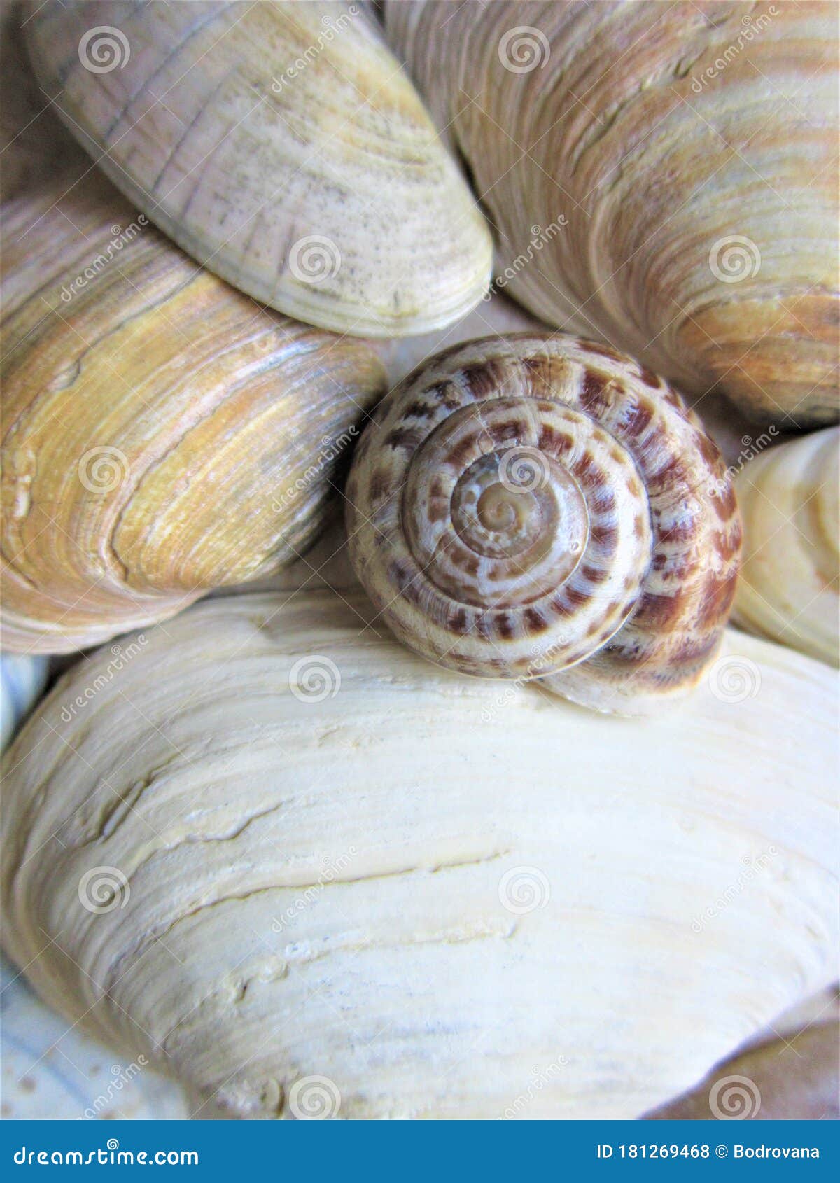 Simple Shells with a Very Beautiful Pattern, in the Form of a Spiral ...