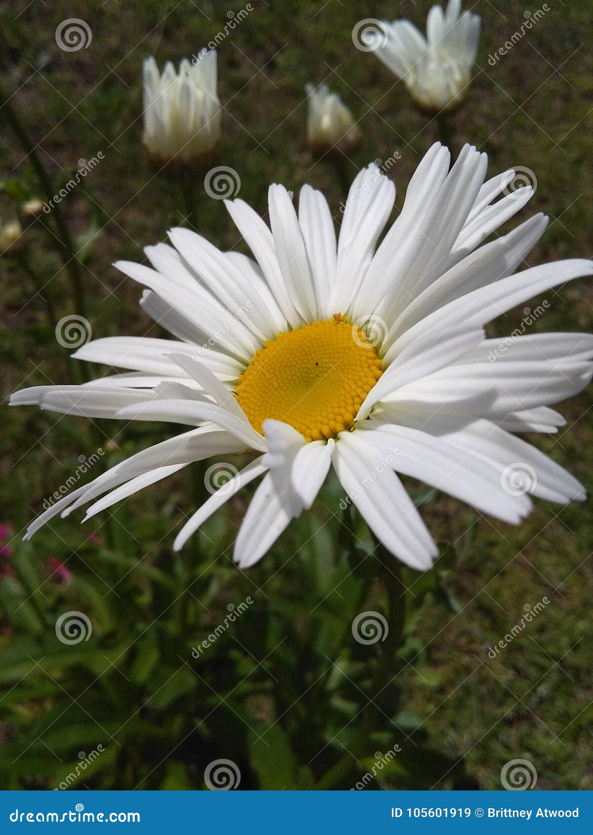 Simple stock image. Image of beautiful, bright, white - 105601919