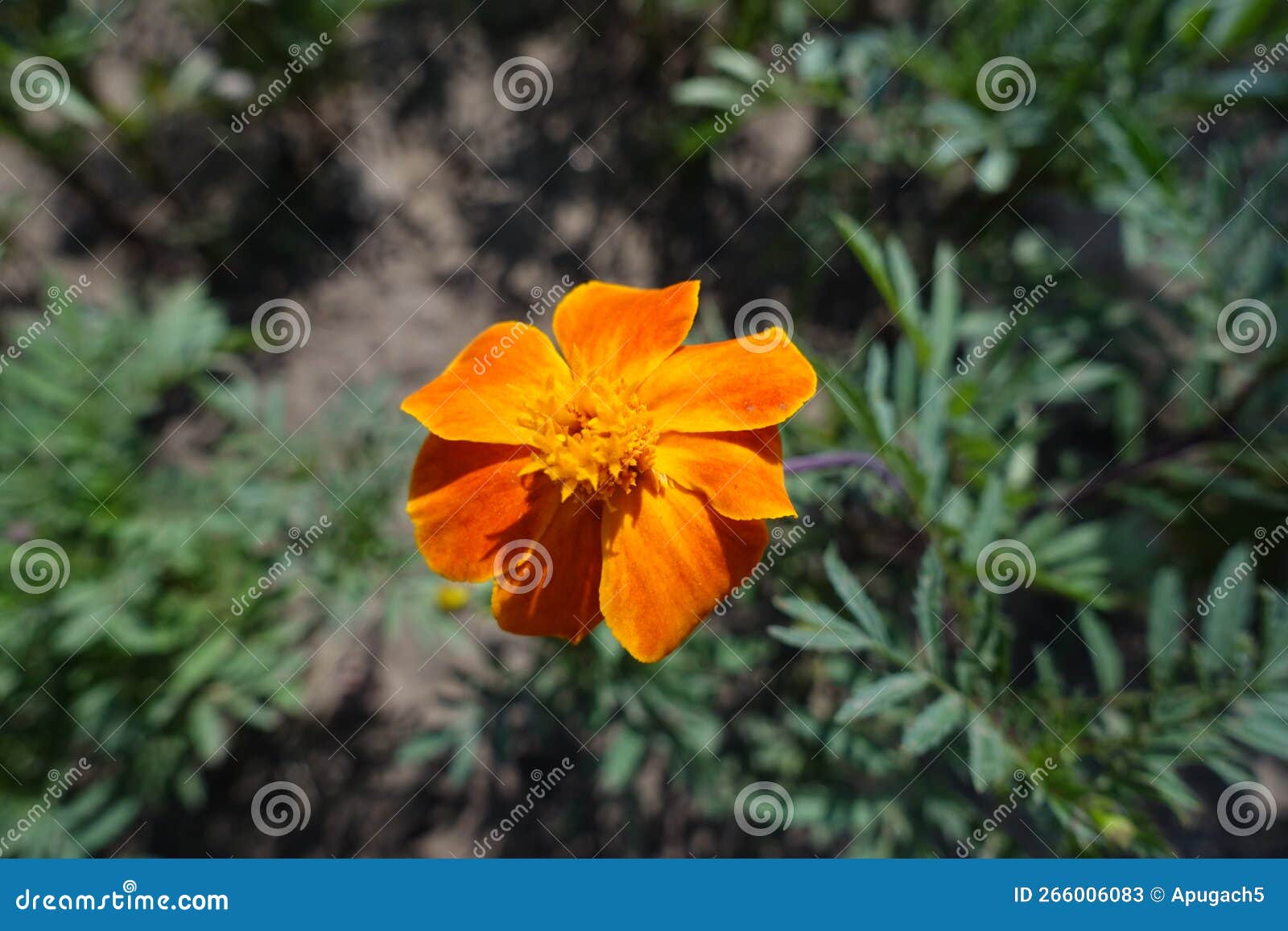 Simple Single Flower of Orange Tagetes Patula Stock Image - Image of ...