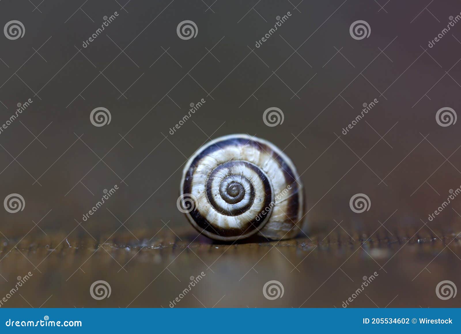 Simple Snail Shell on the Table Stock Photo - Image of seashell, shell ...