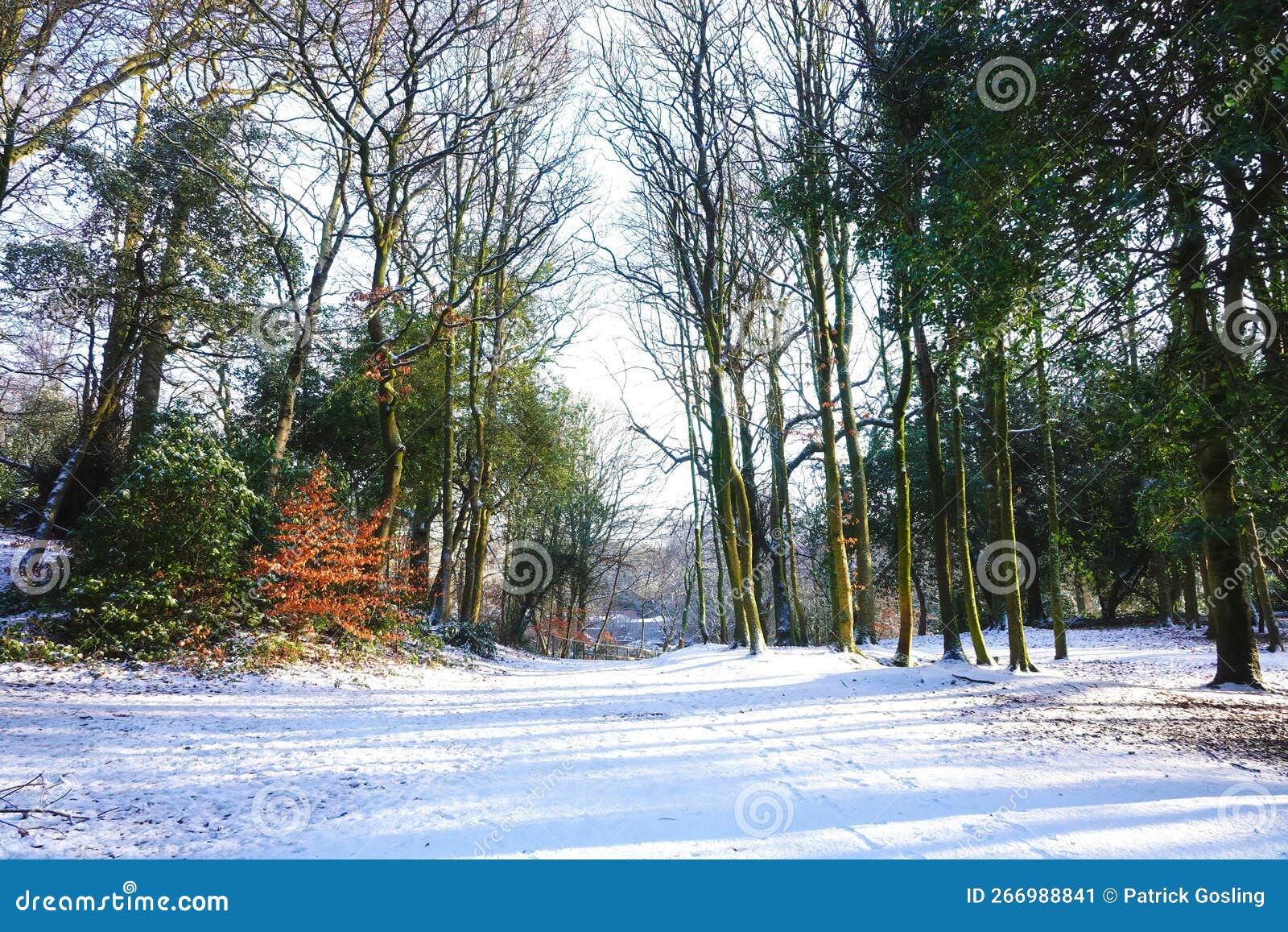 Simple Snow Scene with Trees for Background Image. Stock Image - Image ...