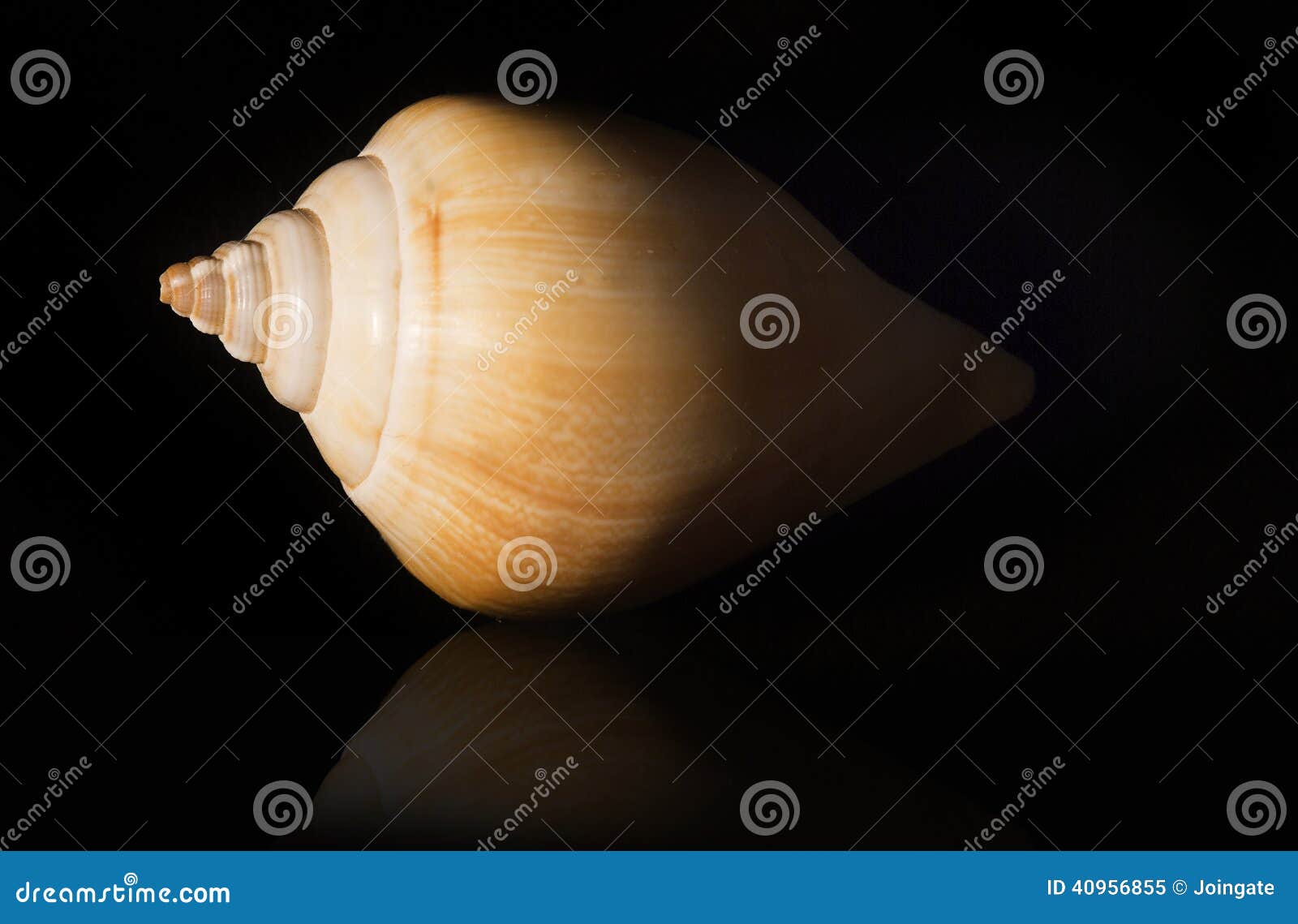 Simple Spiral Shell on Black with Reflection Stock Image - Image of ...