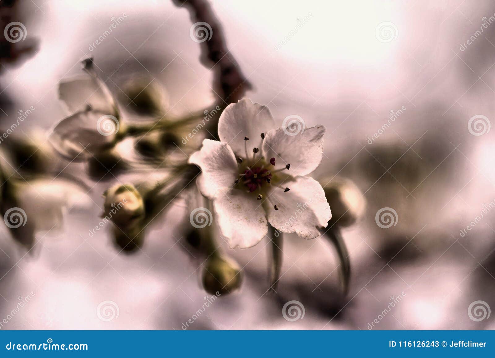 Simple spring blossoms stock image. Image of spring - 116126243