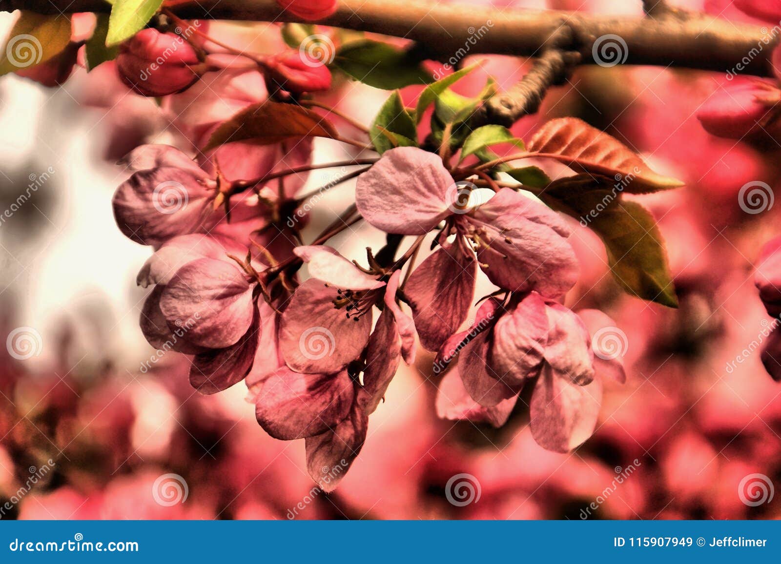 Simple spring blossoms stock image. Image of simple - 115907949