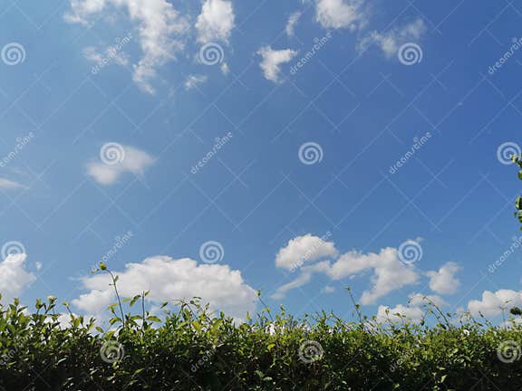 Simple Spring Landscape with Grass and Sky Stock Image - Image of ...