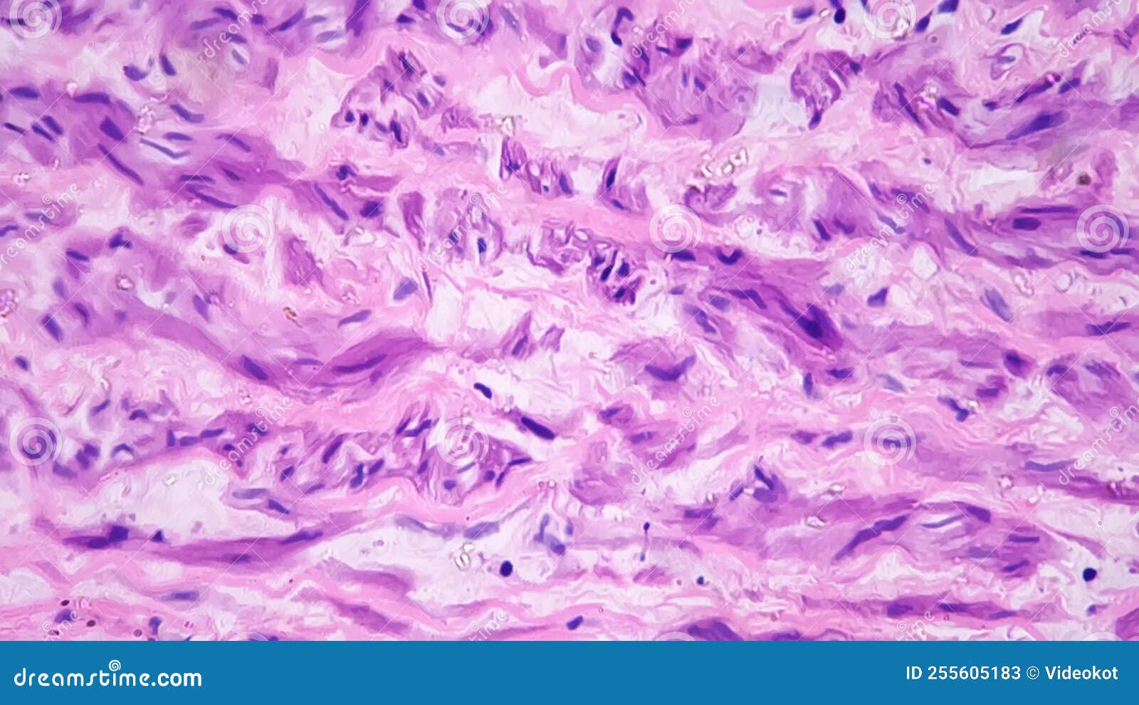 Simple Squamous Epithelium in Section Filmed Under Microscope with 400 ...