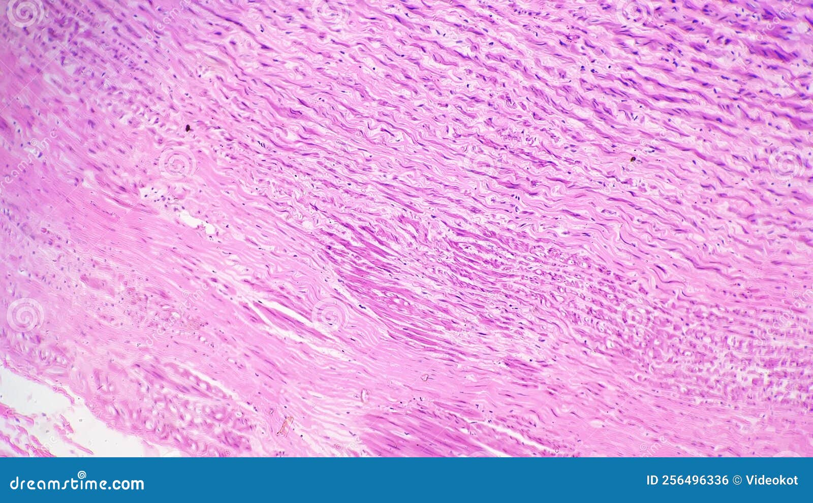 Simple Squamous Epithelium in Section Filmed Under Microscope with 100 ...