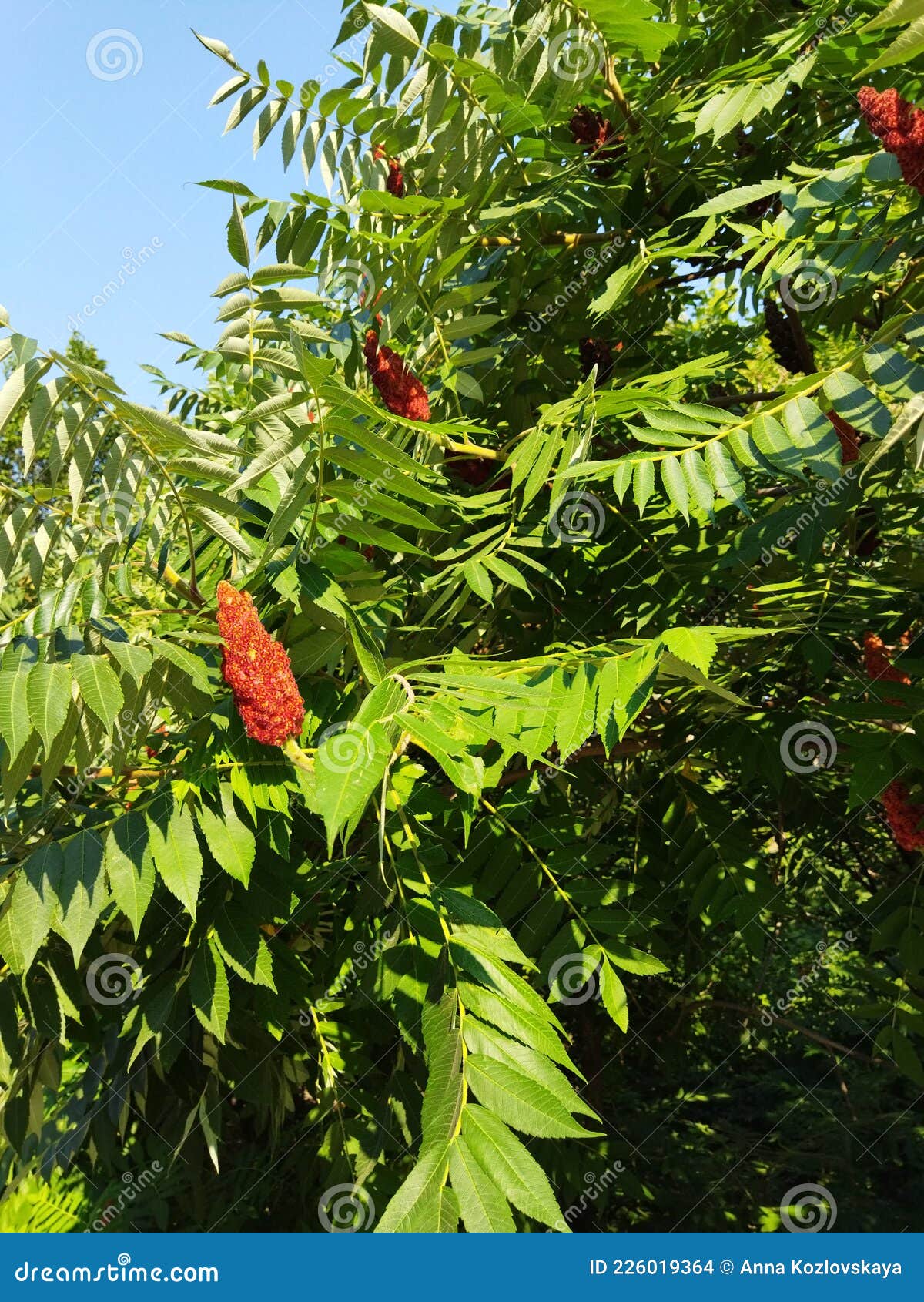Simple a sumac stock photo. Image of shrub, tropics - 226019364