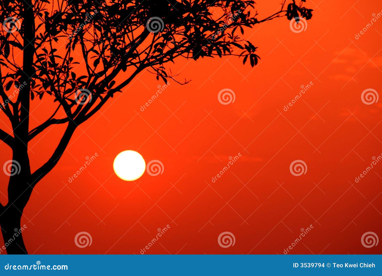 Simple Sunset stock photo. Image of tree, calm, cloud - 3539794