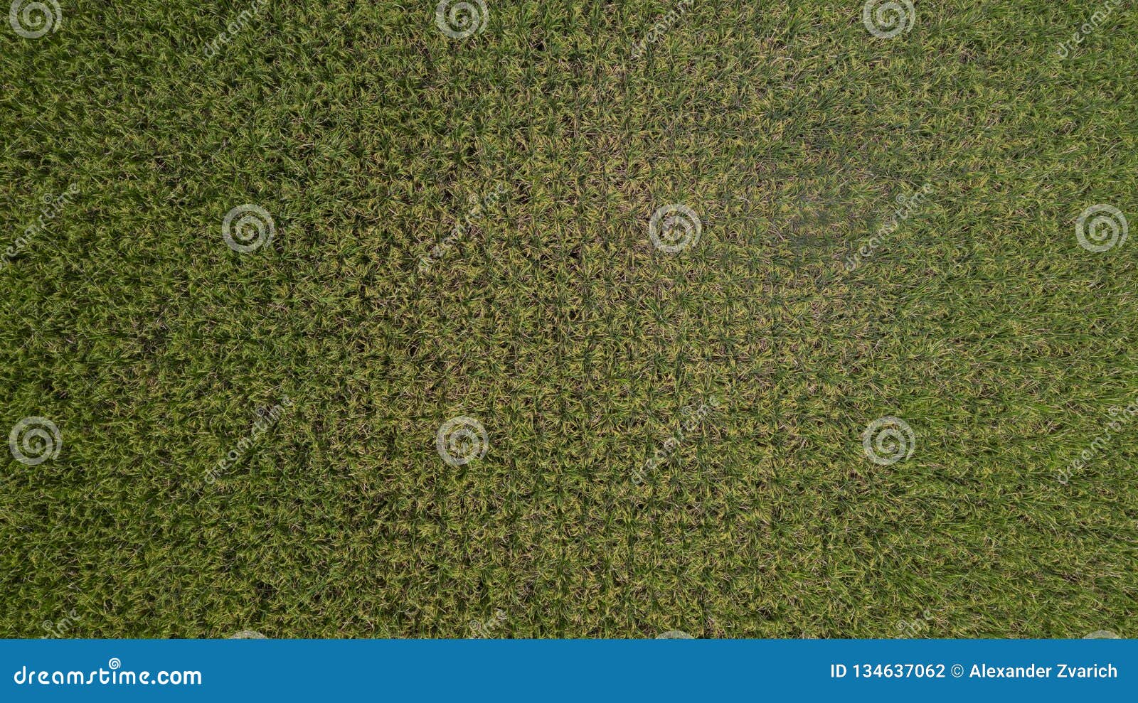 Top View Rice Fields Background Stock Photo - Image of grass, landscape ...