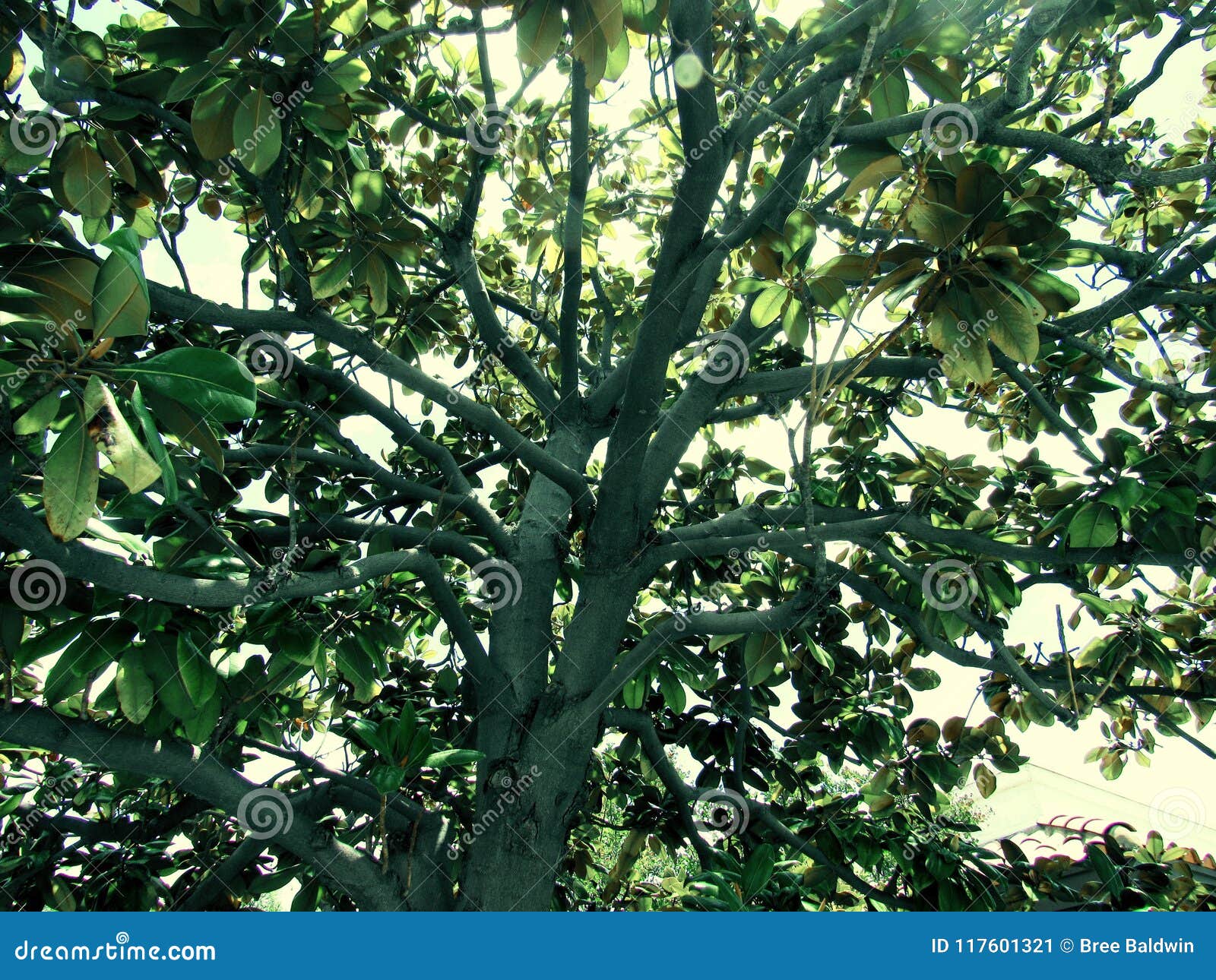 Simple Tree Leaves stock image. Image of leaves, leaf - 117601321