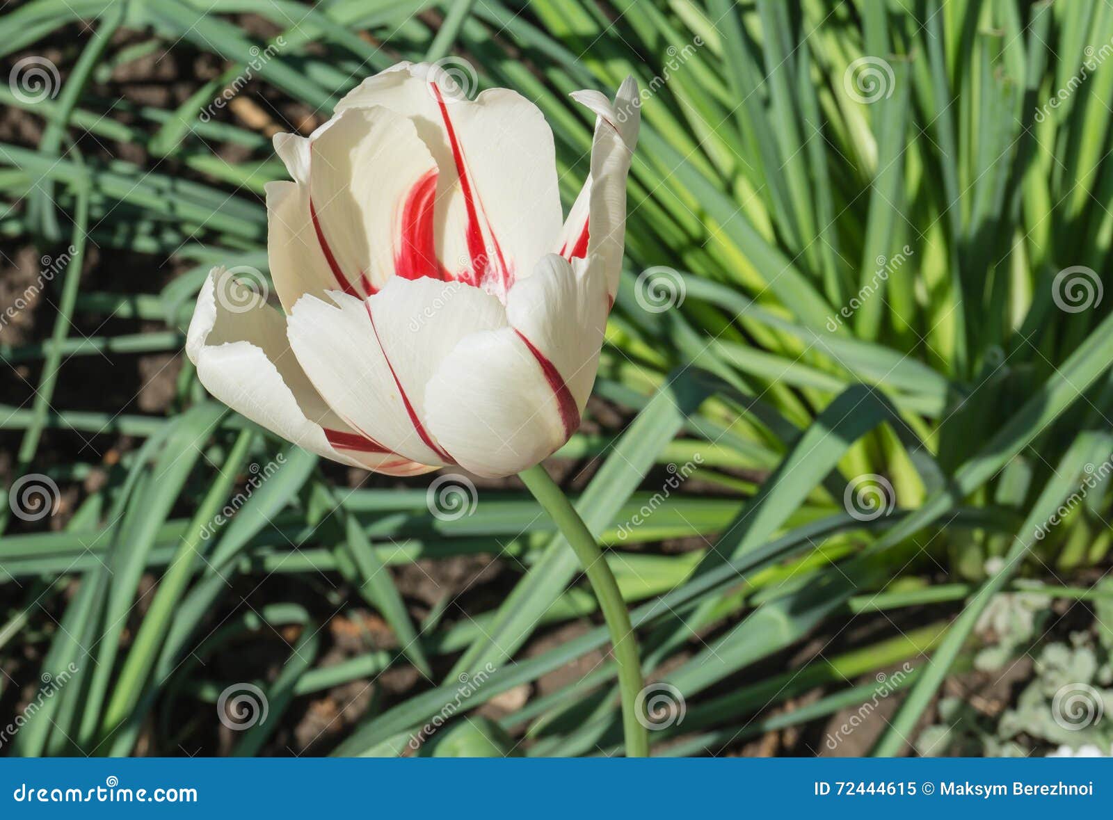 Simple tulip stock image. Image of leaf, symbol, beauty - 72444615