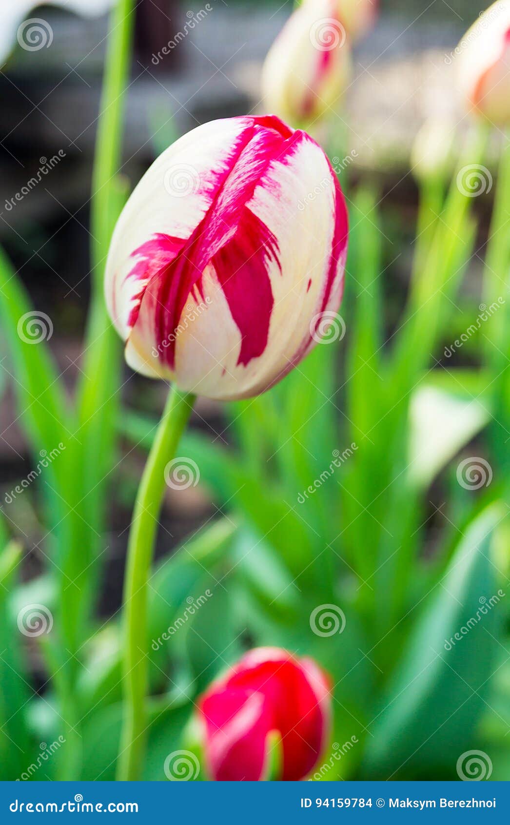 Simple tulips stock photo. Image of single, outdoors - 94159784