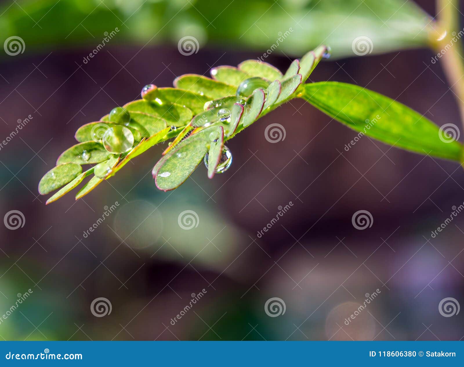 Simple Type Leaf and Pinnately Compound Type Leaf on the Same Tr Stock ...