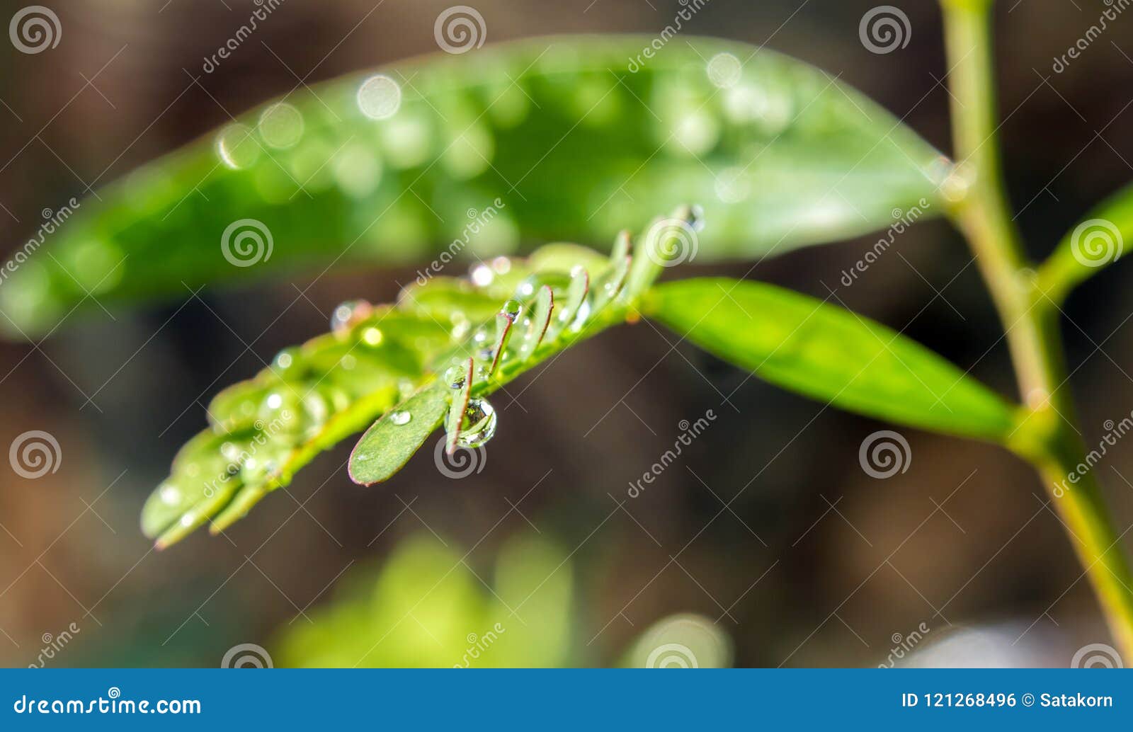Simple Type Leaf and Pinnately Compound Type Leaf on the Same Tr Stock ...