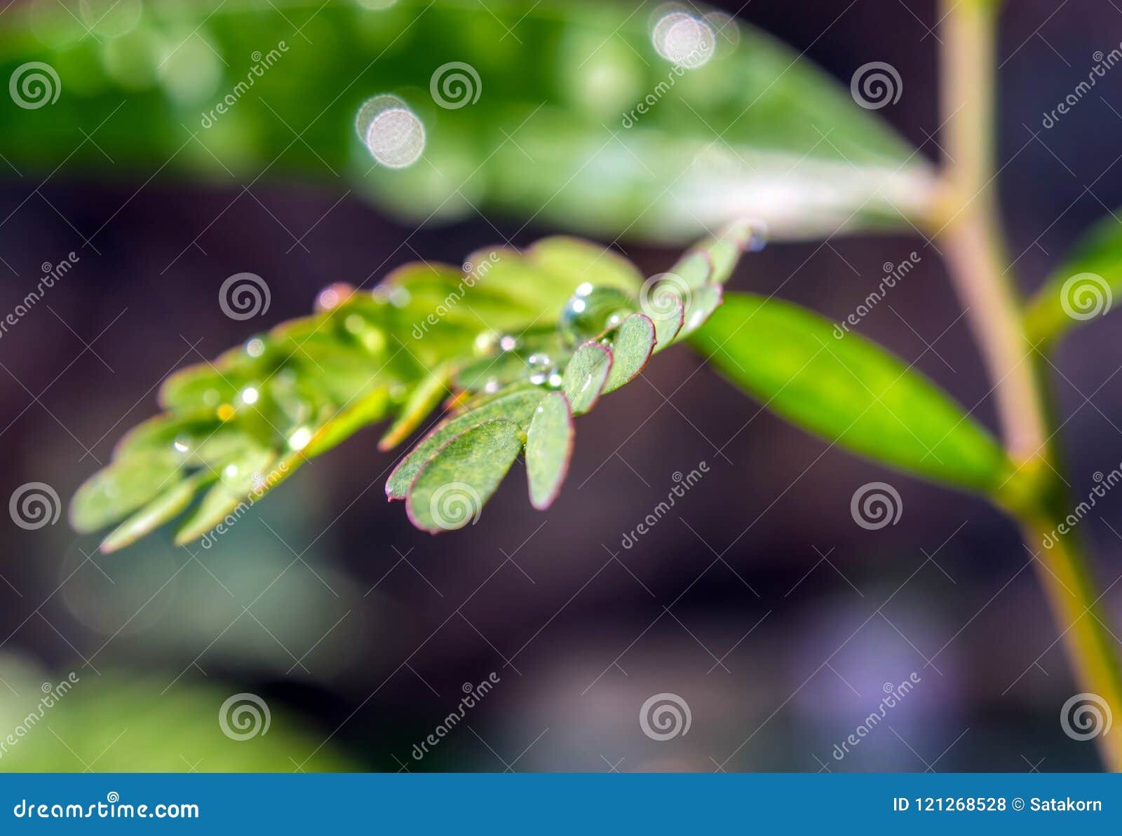 Simple Type Leaf and Pinnately Compound Type Leaf on the Same Tr Stock ...