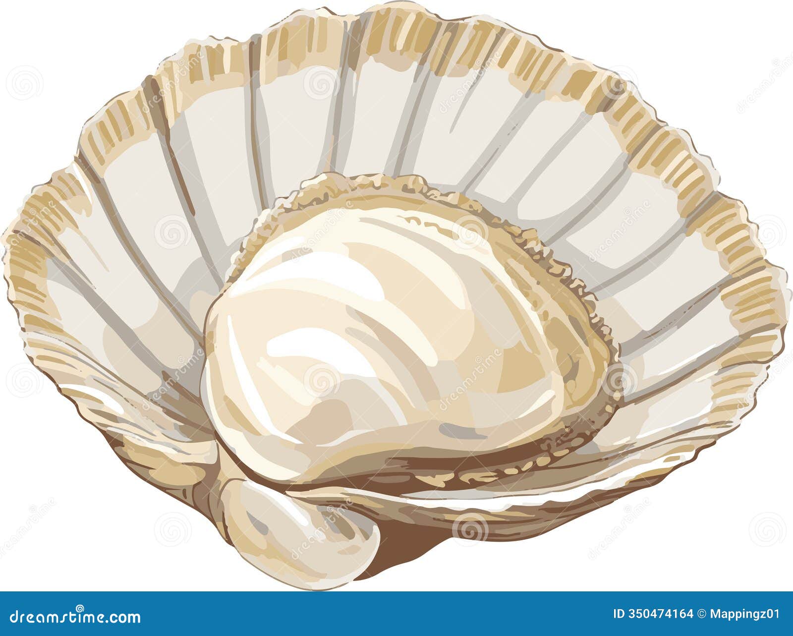 Simple Vector Bivalve Clipart Stock Vector - Illustration of bivalve ...