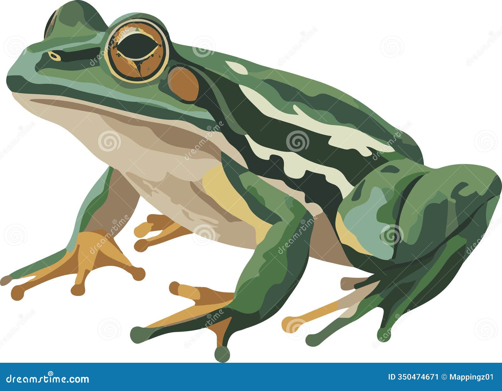 Simple Bullfrog Clip Art With White Margins And Background Stock Image ...