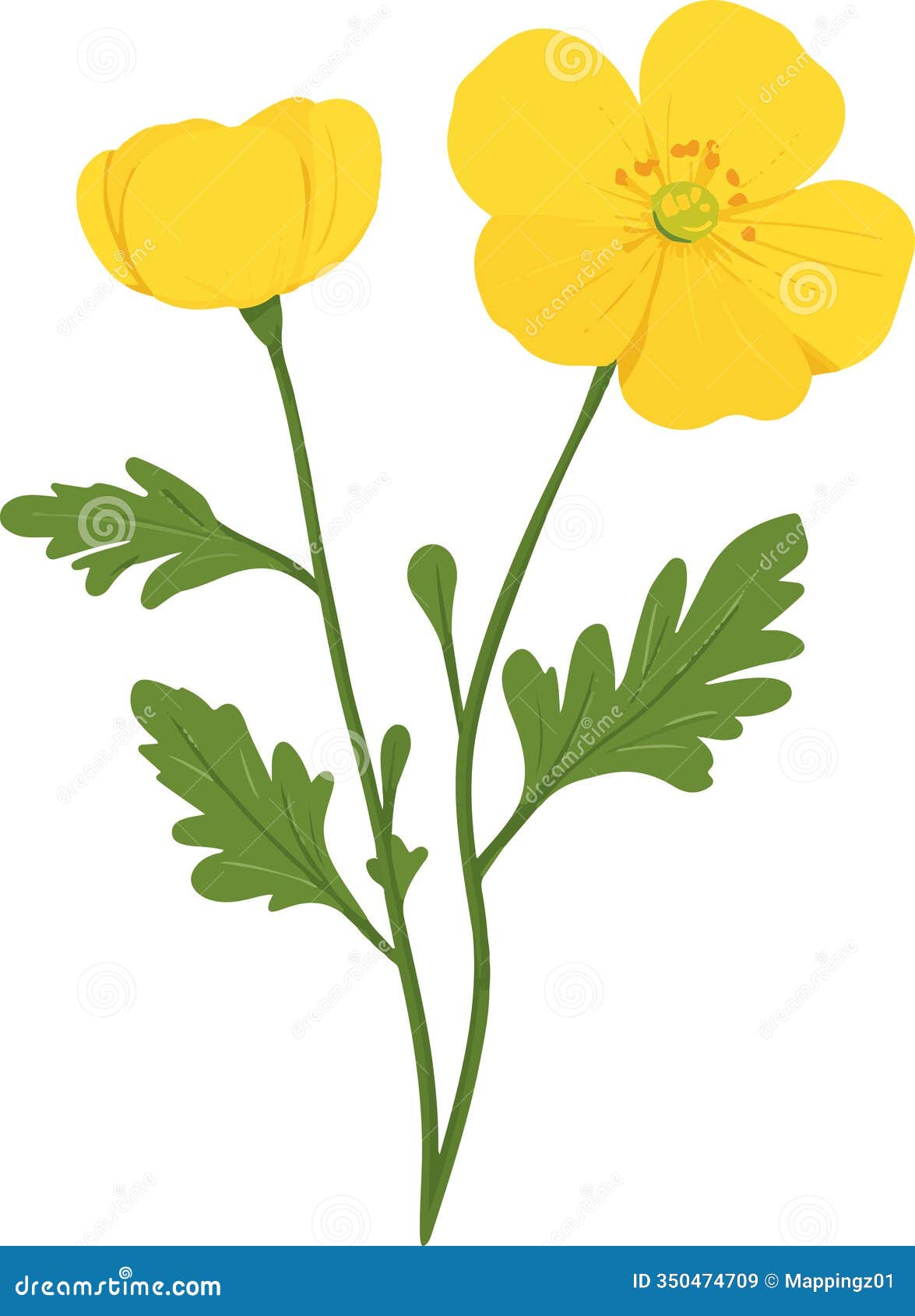 Simple Vector Buttercup Clipart Stock Vector - Illustration of creative ...