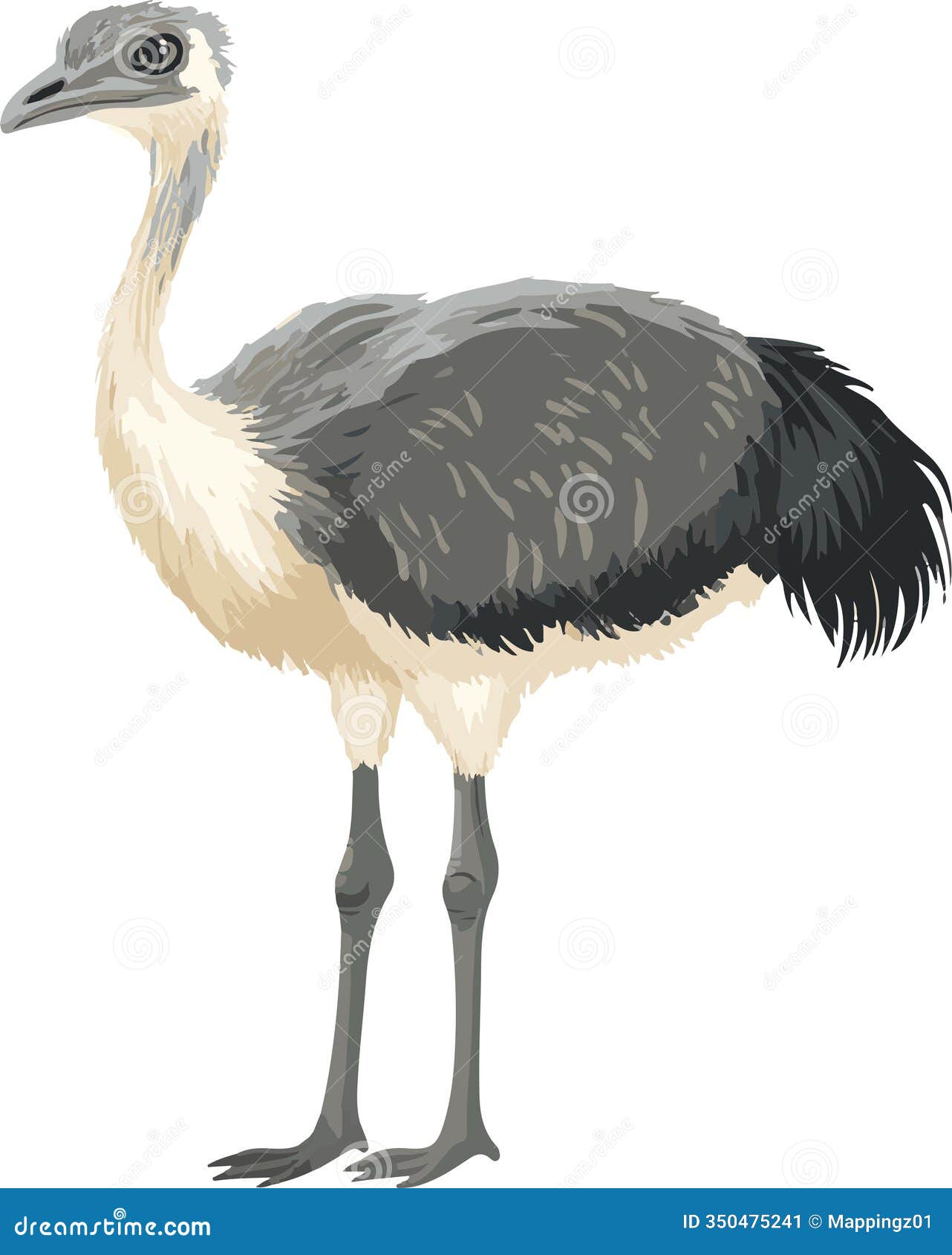 Simple Vector Common Rhea Clipart Stock Vector - Illustration of ...