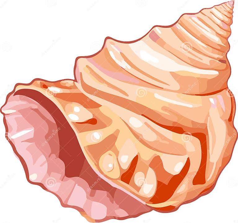 Simple Vector Conch Clipart Stock Vector - Illustration of minimalist ...