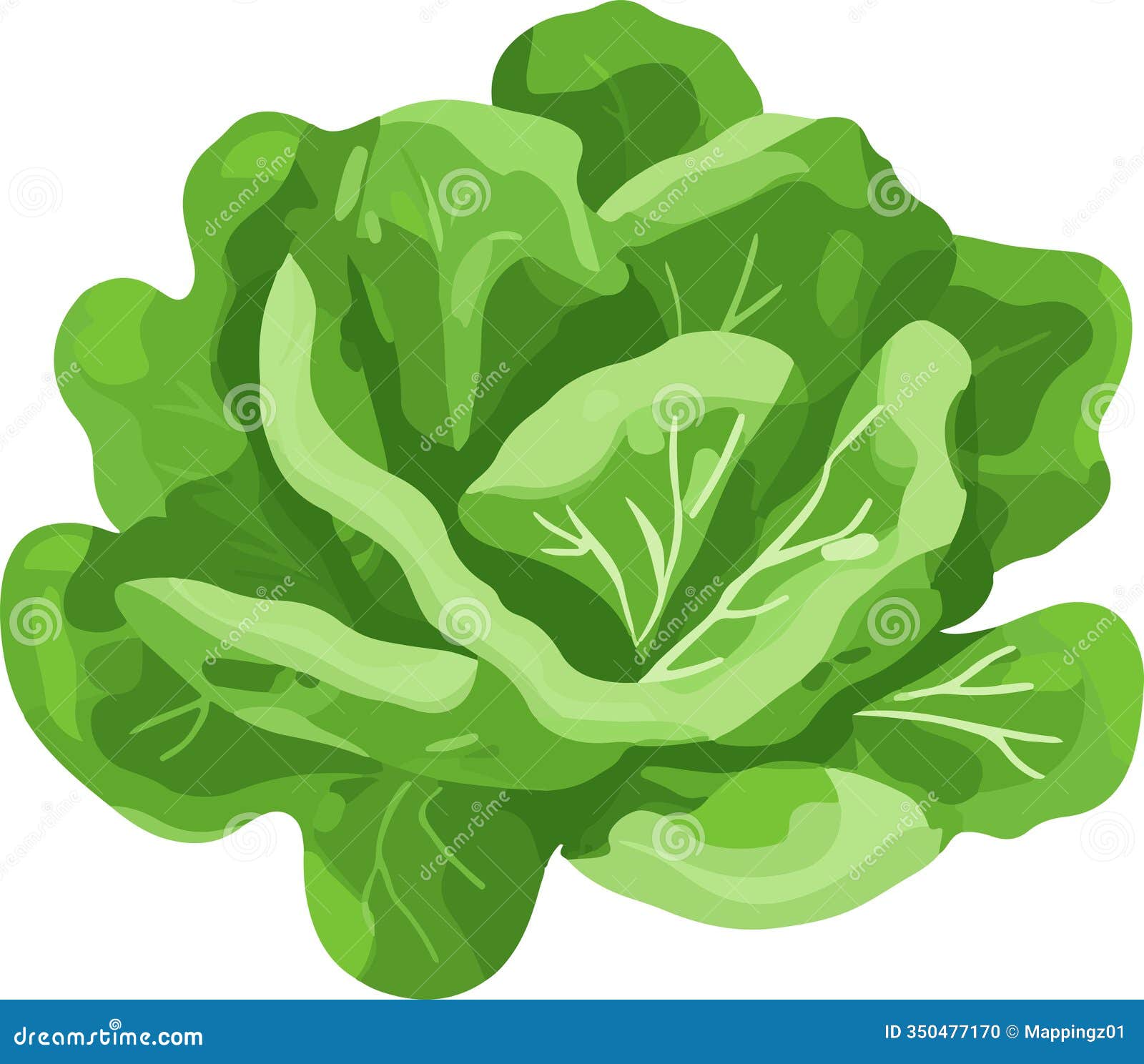 Simple Vector Lettuce Clipart Stock Vector - Illustration of bold ...