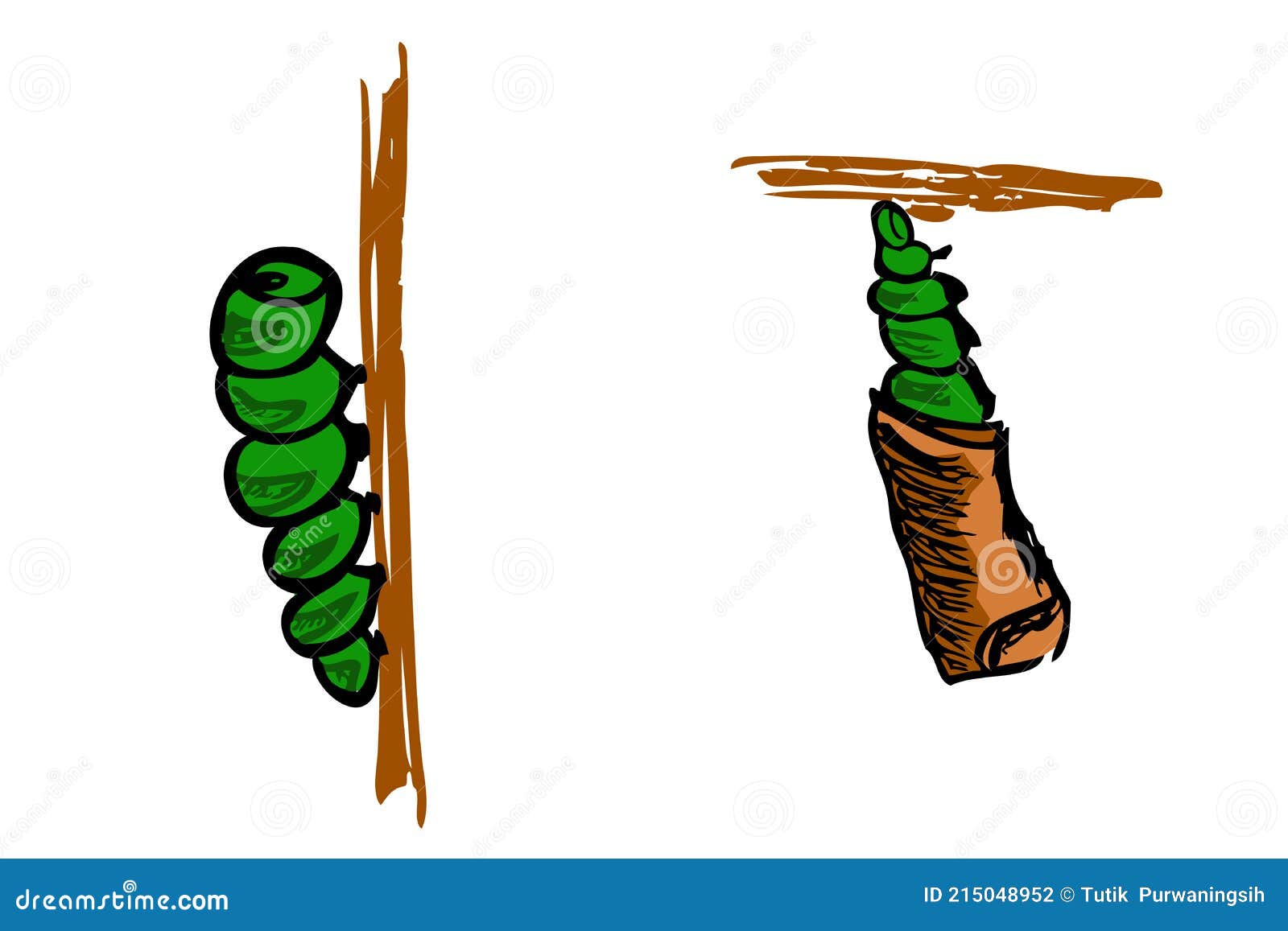 Cocoon In Hand Draw, Engraving, Luxury Style Vector Illustration ...