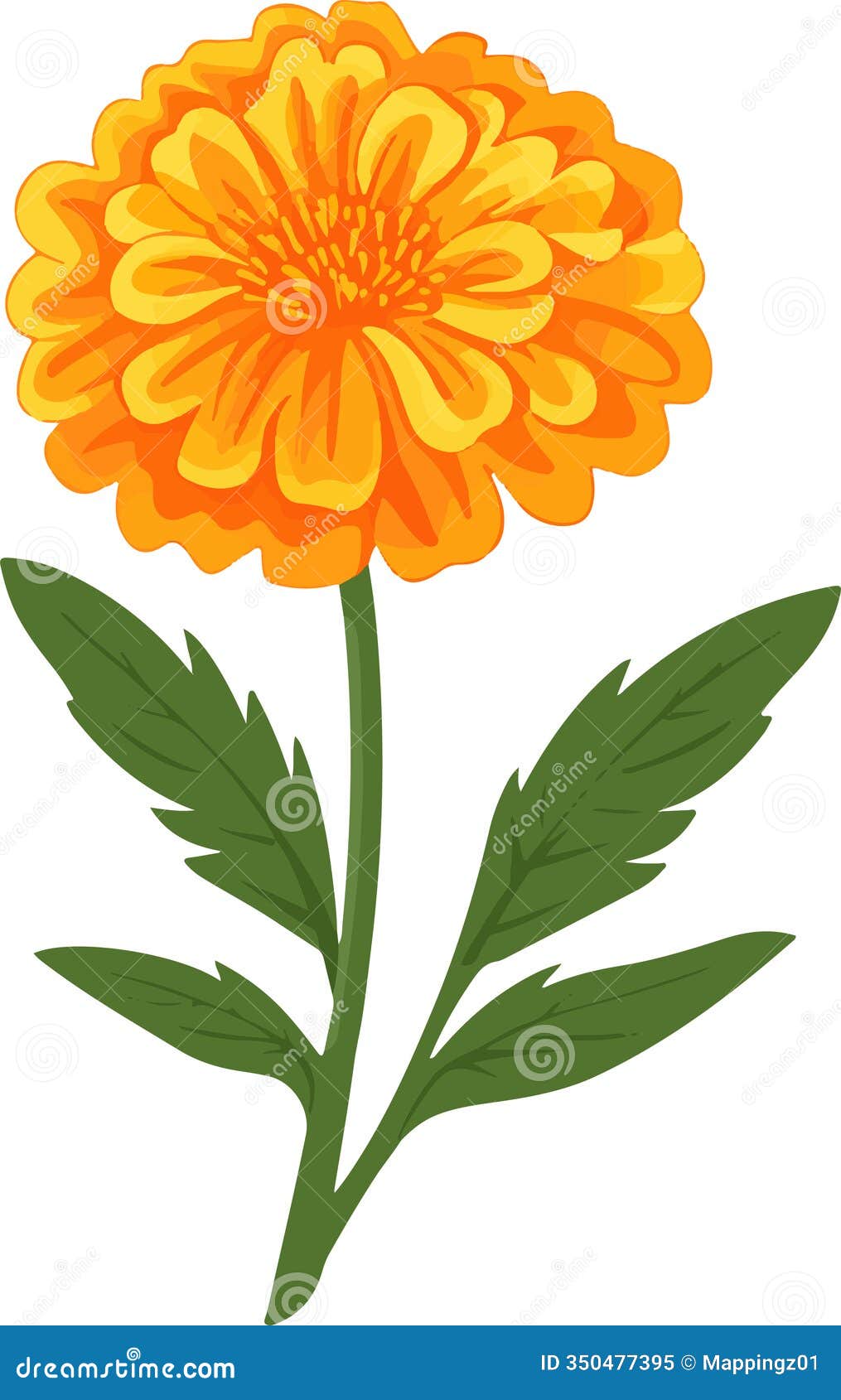 Vector Marigold Flower. | CartoonDealer.com #26196022