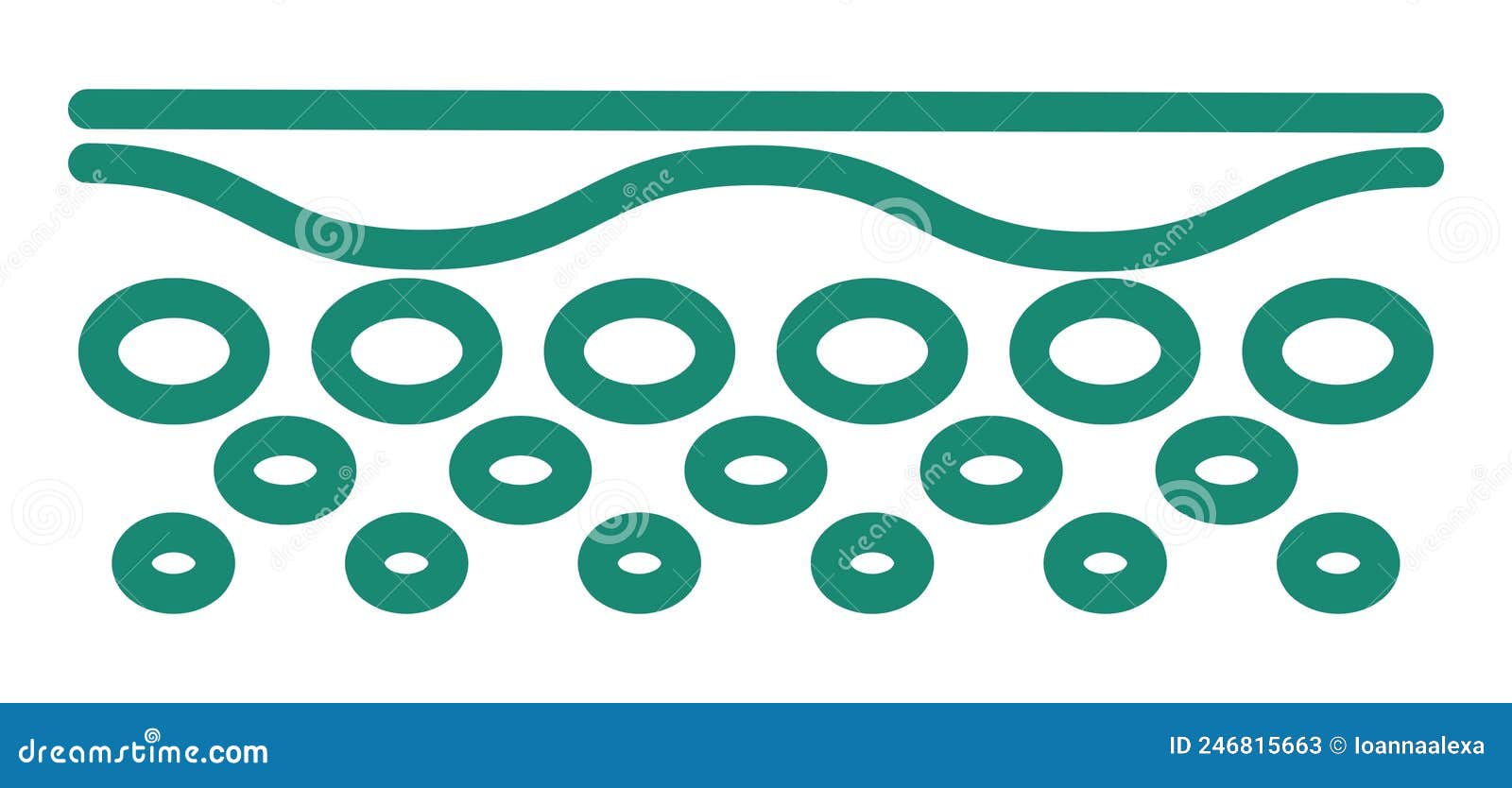 Epidermis Linear Icon. Modern Outline Epidermis Logo Concept On Vector ...