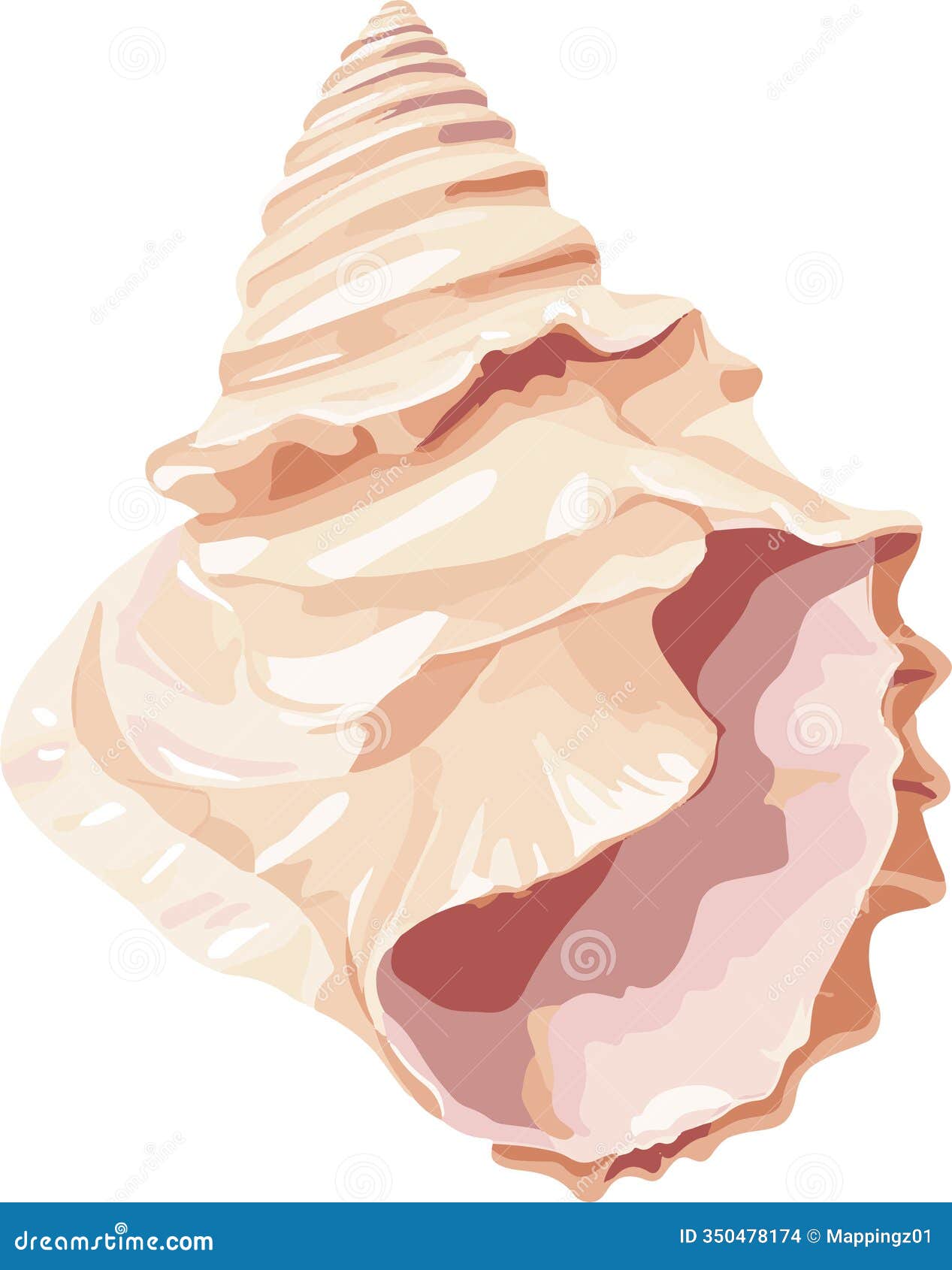 Queen Conch Illustration, Drawing, Engraving, Ink, Realistic Cartoon ...