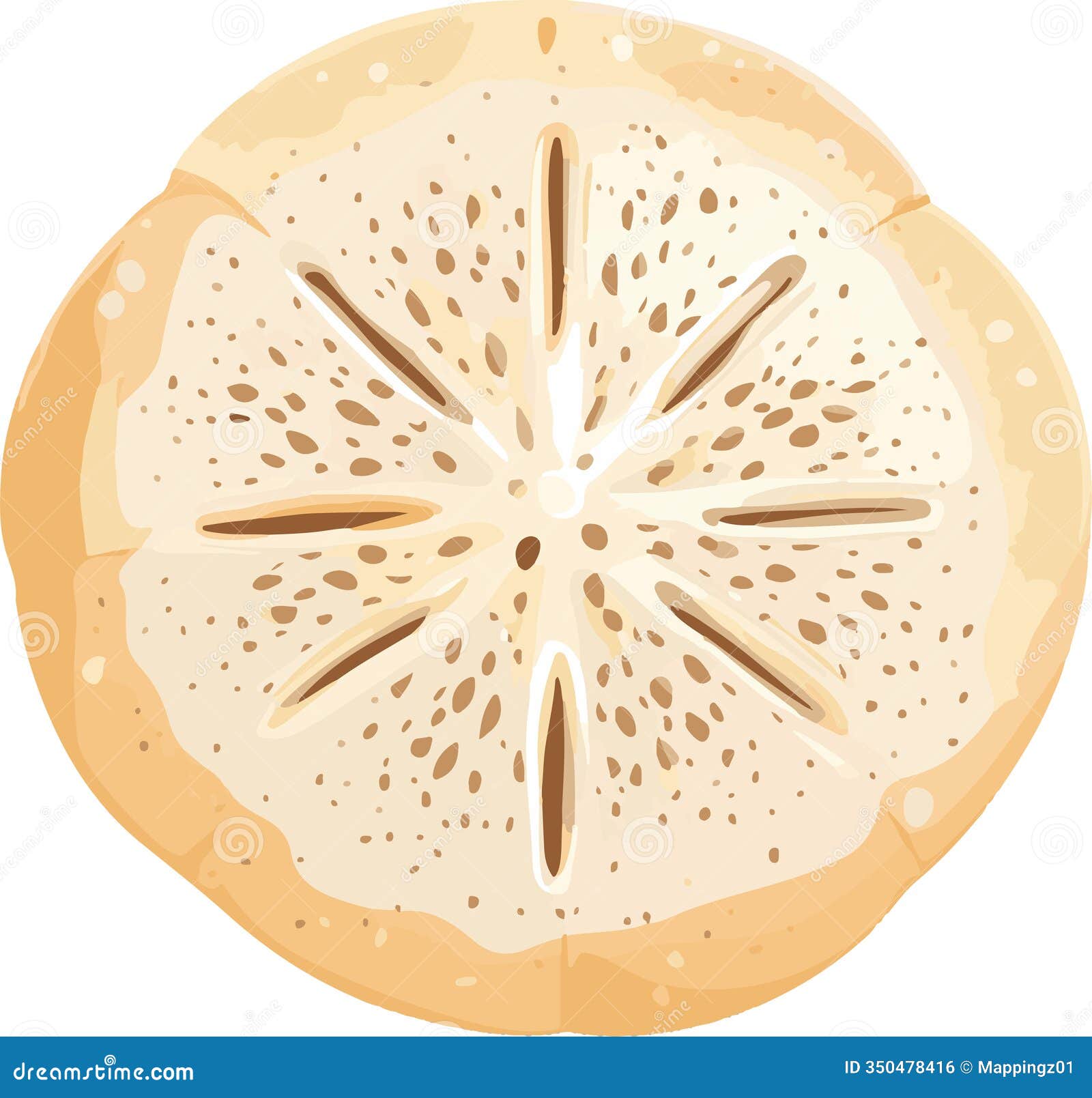 Simple Vector Sand Dollar Clipart Stock Vector - Illustration of ...