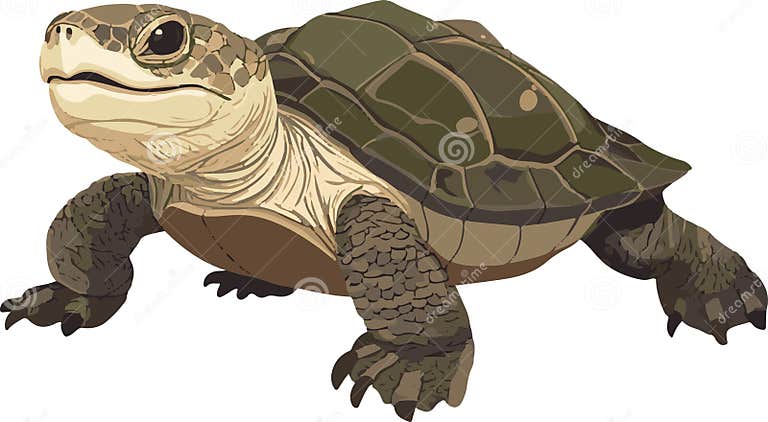 Simple Vector Snapping Turtle Clipart Stock Vector - Illustration of ...