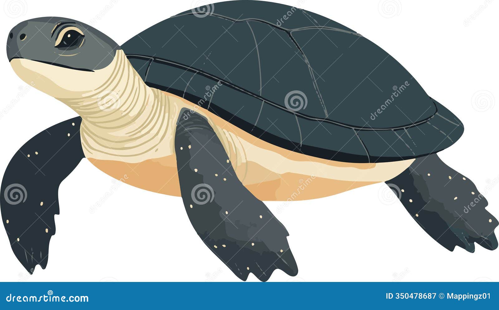 Cute Softshell Turtle Peeking Through A Hole Stock Photography ...