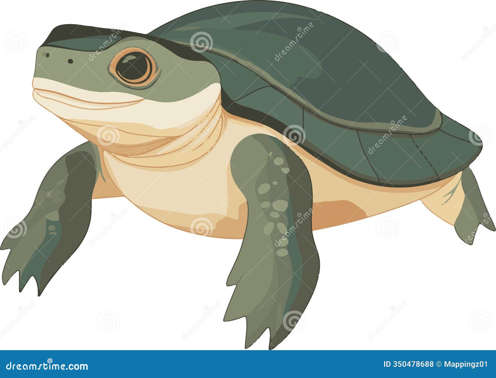 Simple Vector Softshell Turtle Clipart | CartoonDealer.com #350478688