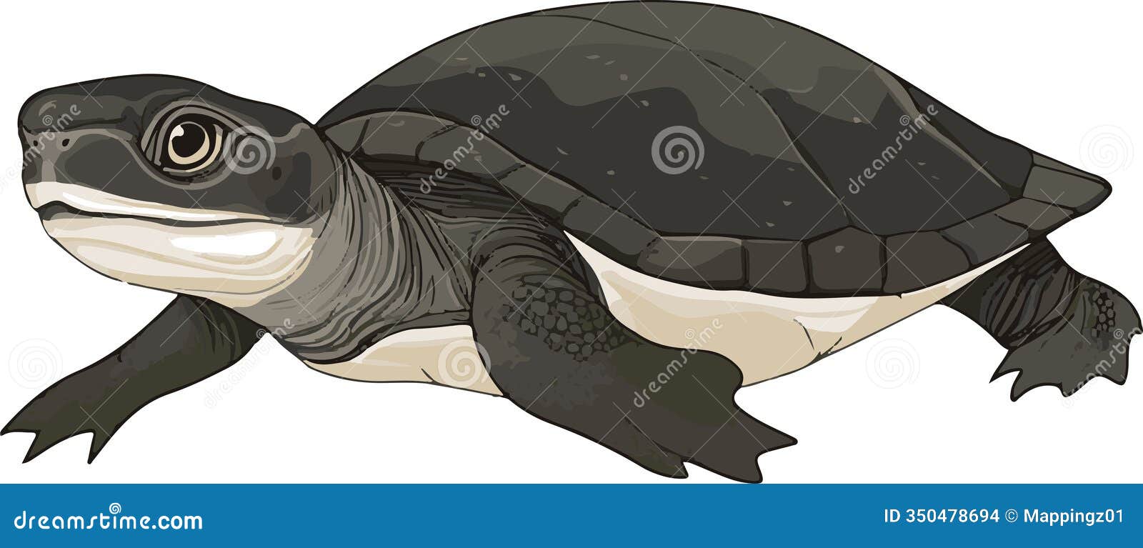 Cute Softshell Turtle Peeking Through A Hole Stock Photography ...