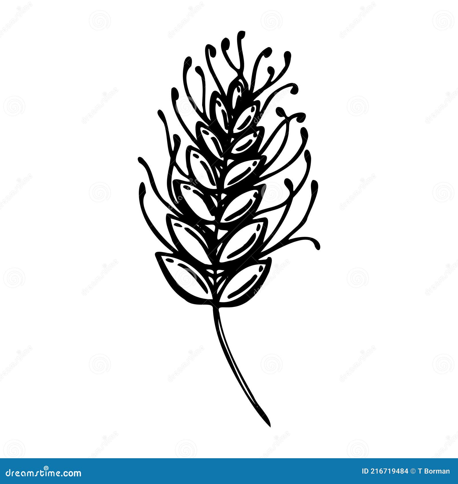 Vector Spikelet of Wheat in Black and White. Minimalistic Botanical ...