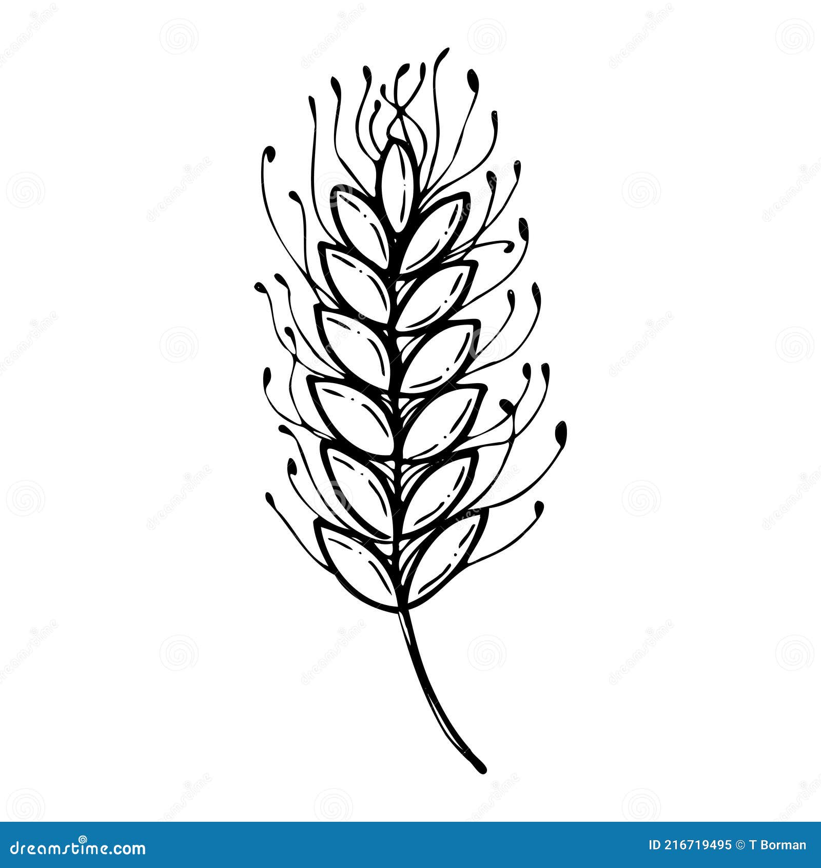 Vector Spikelet of Wheat in Black and White. Minimalistic Botanical ...