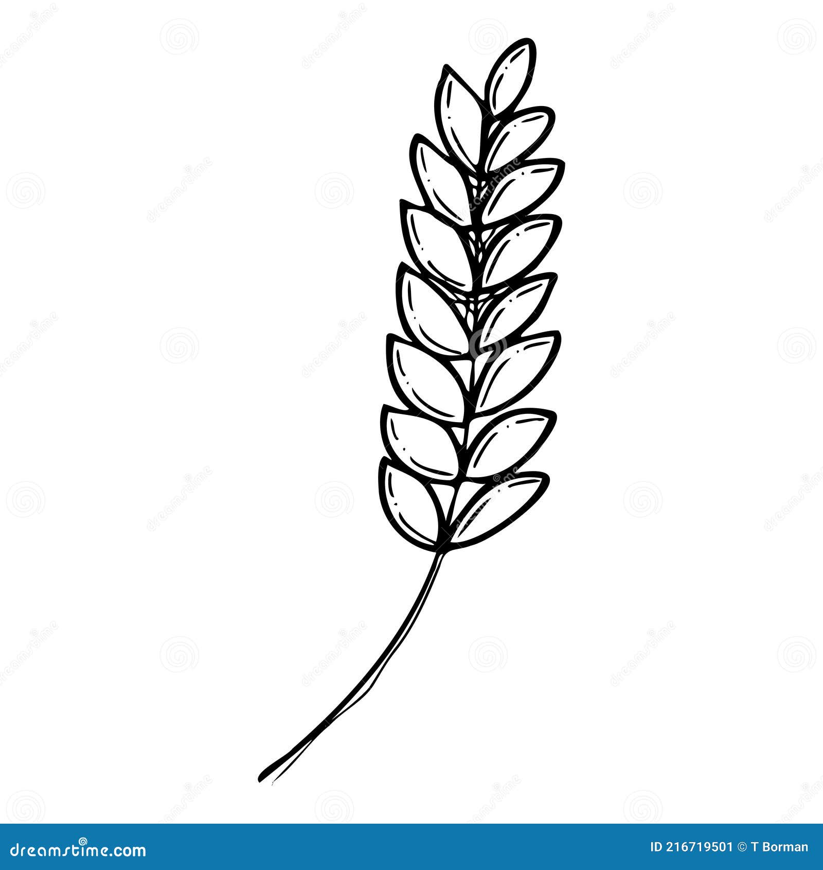 Vector Spikelet of Wheat in Black and White. Minimalistic Botanical ...