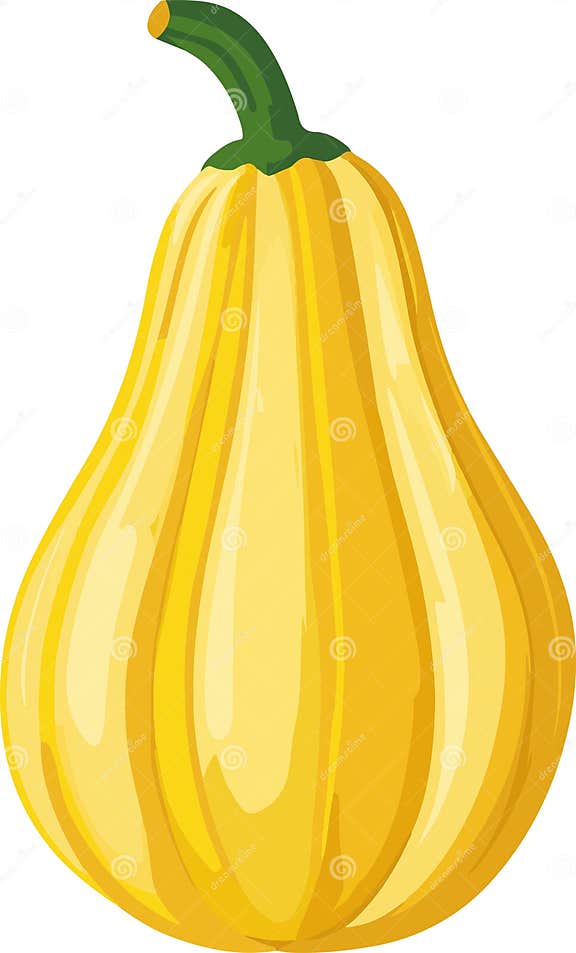 Simple Vector Squash Clipart Stock Vector - Illustration of clipart ...