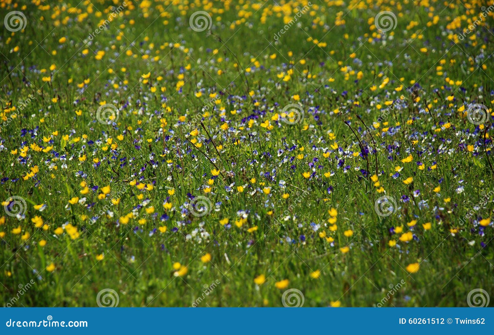 A Simple Wallpaper of Meadow Blossomed Stock Photo - Image of outside ...