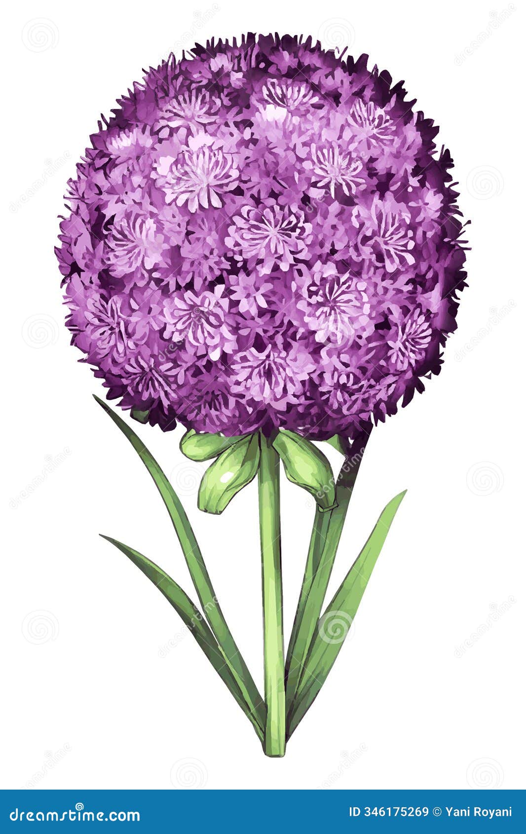 Simple Watercolor Allium Flowers Stock Illustration - Illustration of ...