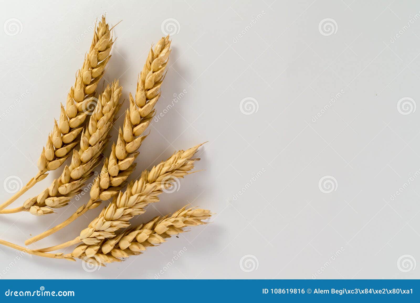 Simple Wheat Close Up on White Background Stock Photo - Image of ...