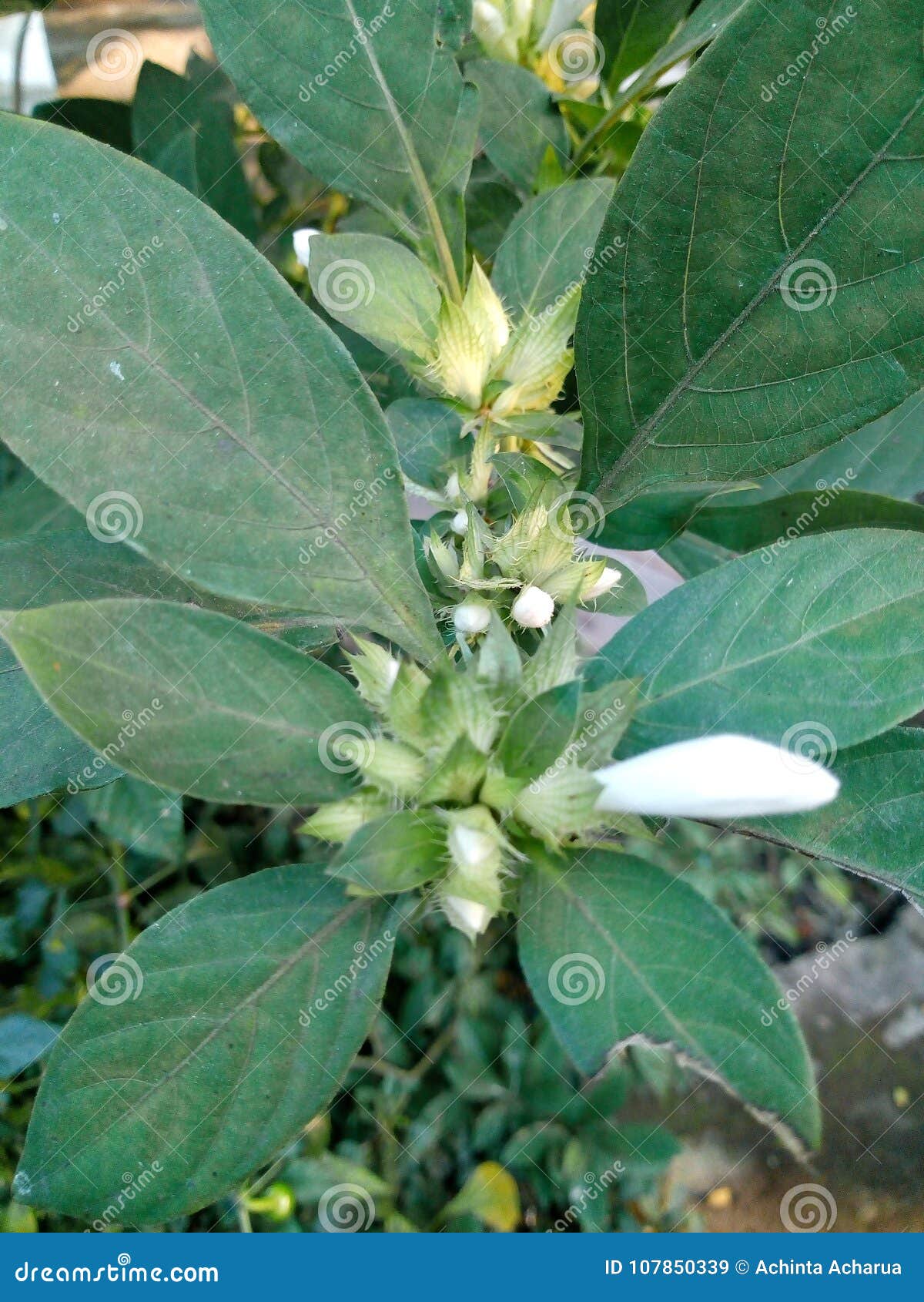 Simple white flower stock image. Image of beautiful - 107850339