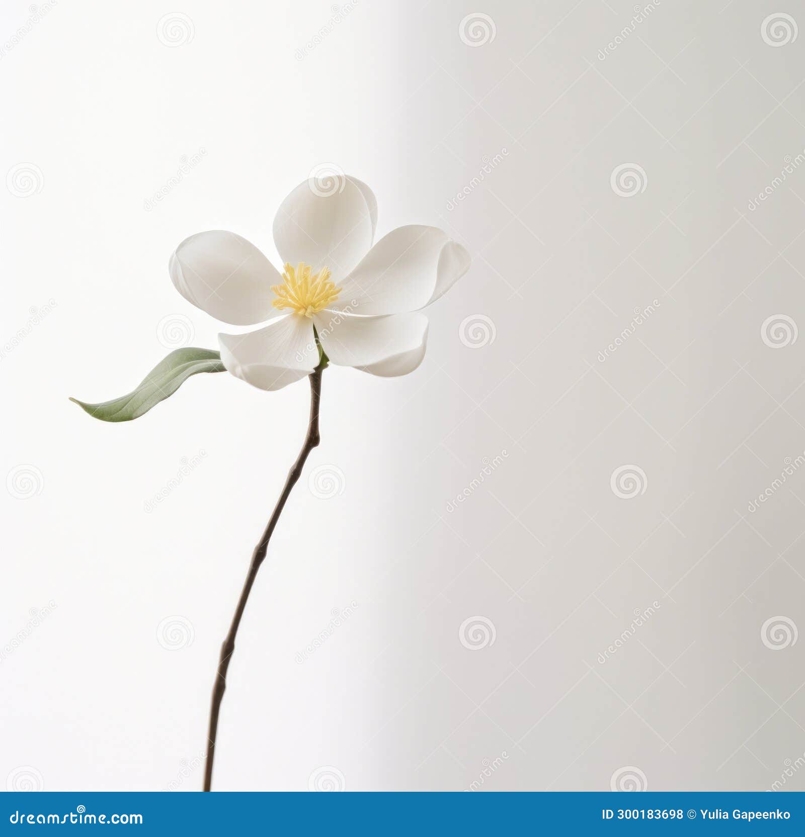 A Simple White Flower is Isolated Stock Photo - Image of nature ...