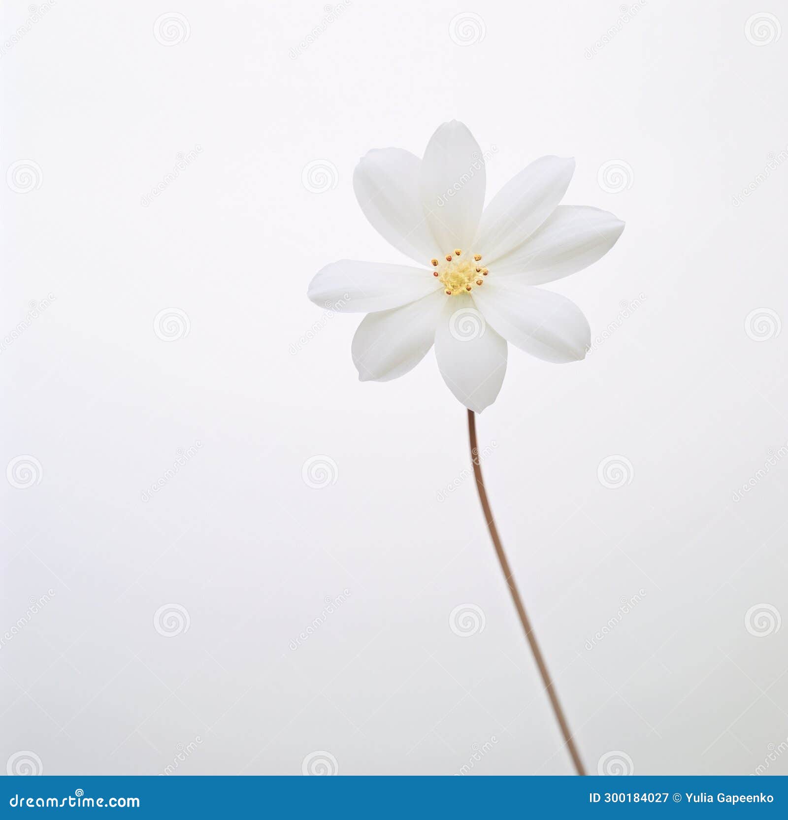 A Simple White Flower is Isolated Stock Image - Image of green, beauty ...